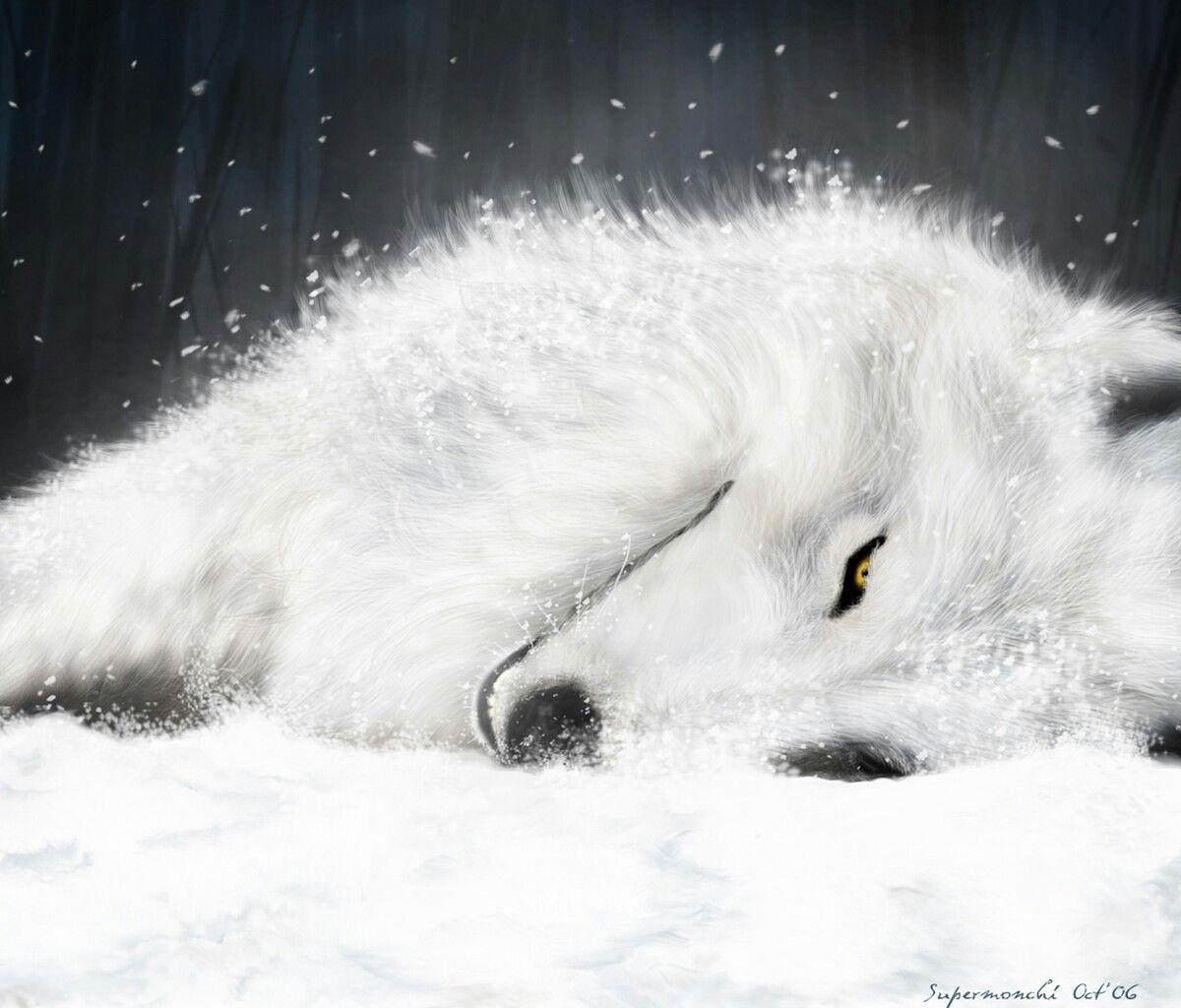Ice Wolf Wallpapers - Top Free Ice Wolf Backgrounds - WallpaperAccess