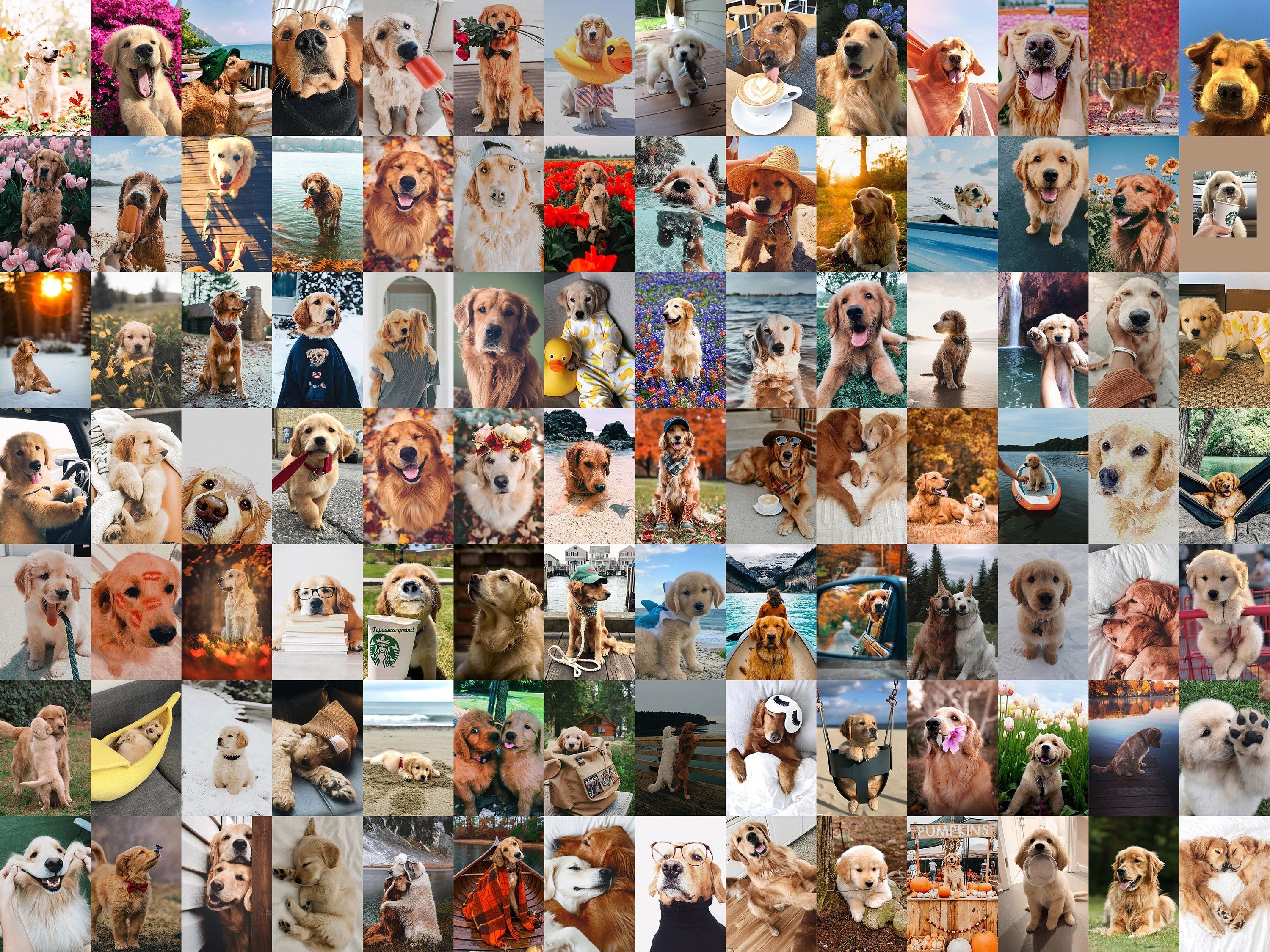 Dog Collage Wallpapers - Top Free Dog Collage Backgrounds - WallpaperAccess