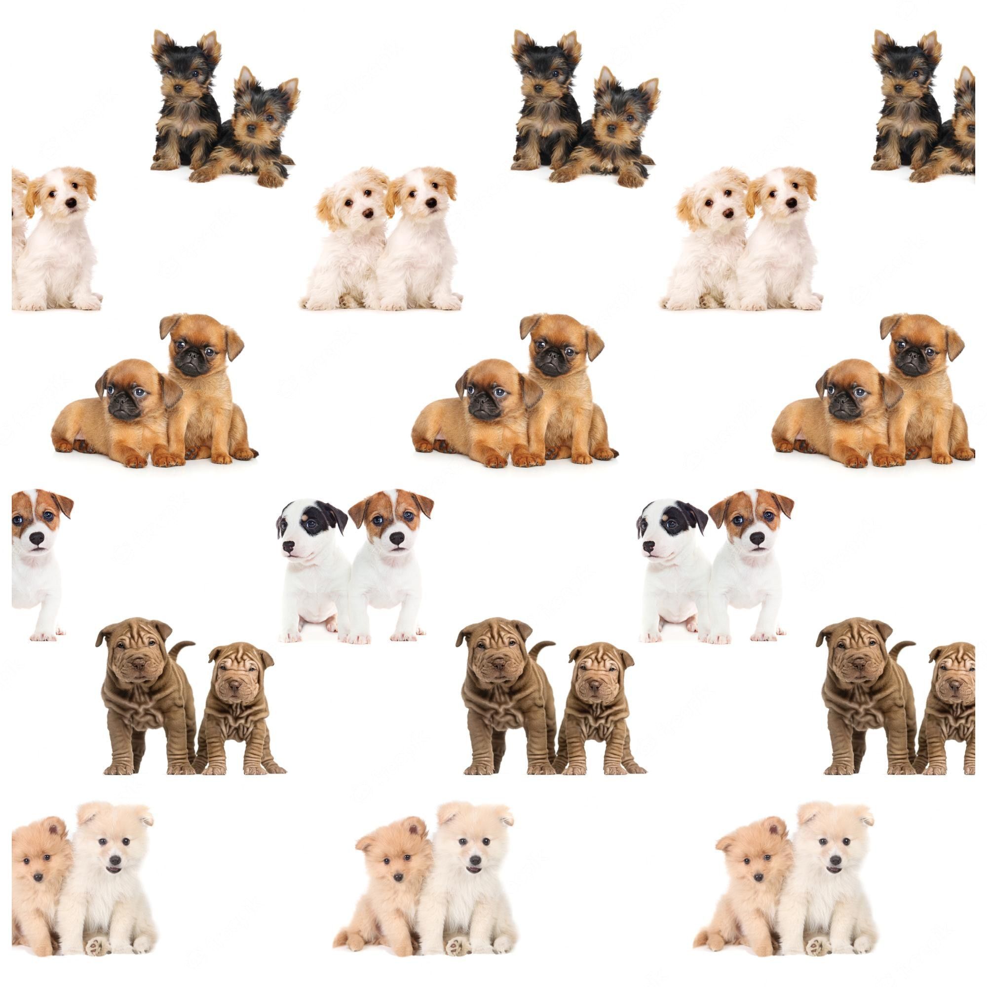 Dog Collage Wallpapers - Top Free Dog Collage Backgrounds - WallpaperAccess