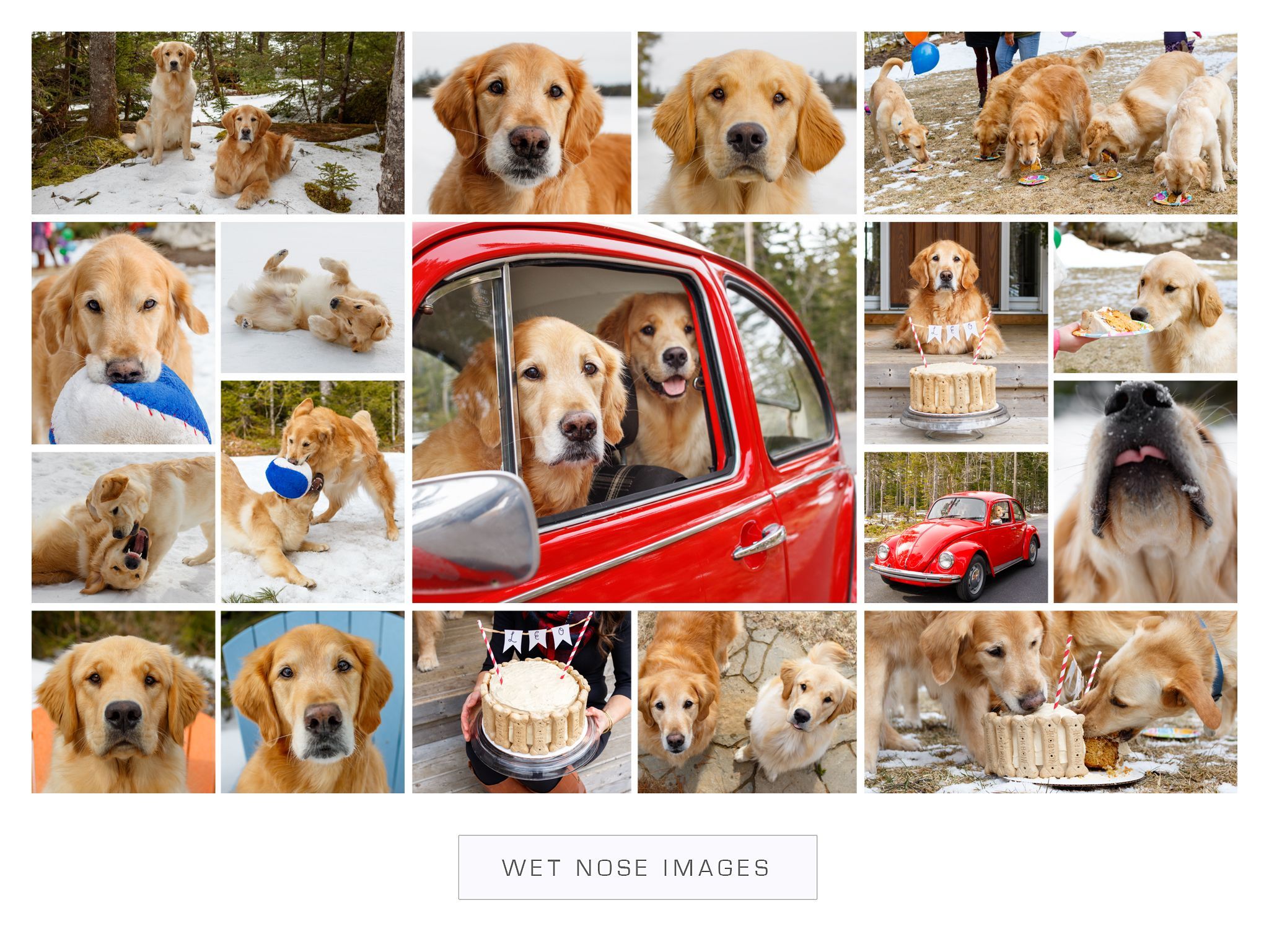 Dog Collage Wallpapers - Top Free Dog Collage Backgrounds - WallpaperAccess
