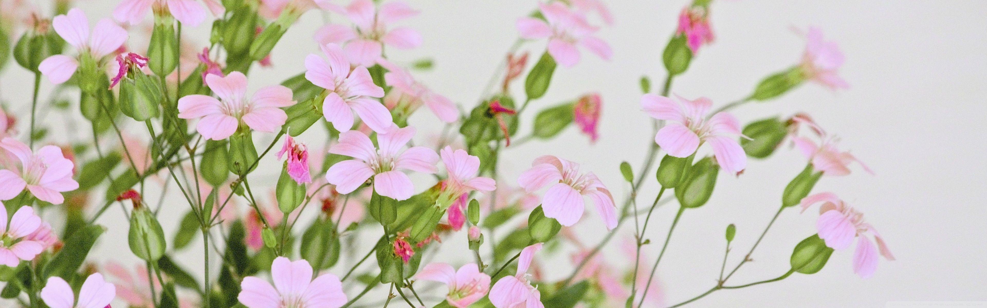 Cute Dual Monitor Wallpapers - Top Free Cute Dual Monitor Backgrounds ...