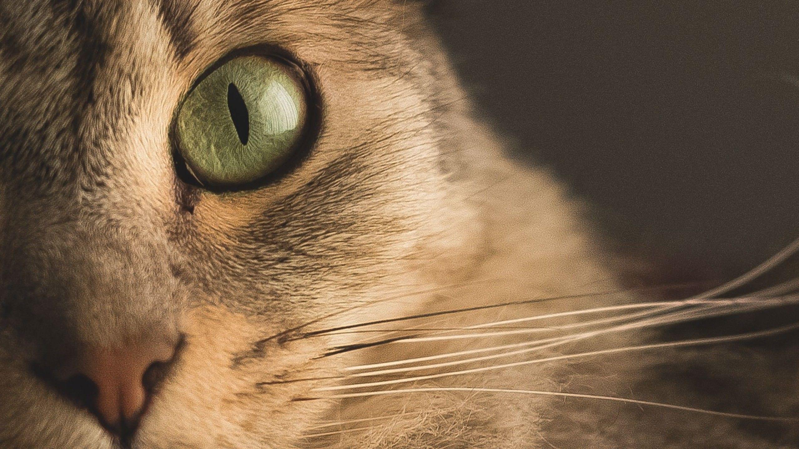 Cute Dual Screen Wallpapers - Top Free Cute Dual Screen Backgrounds ...