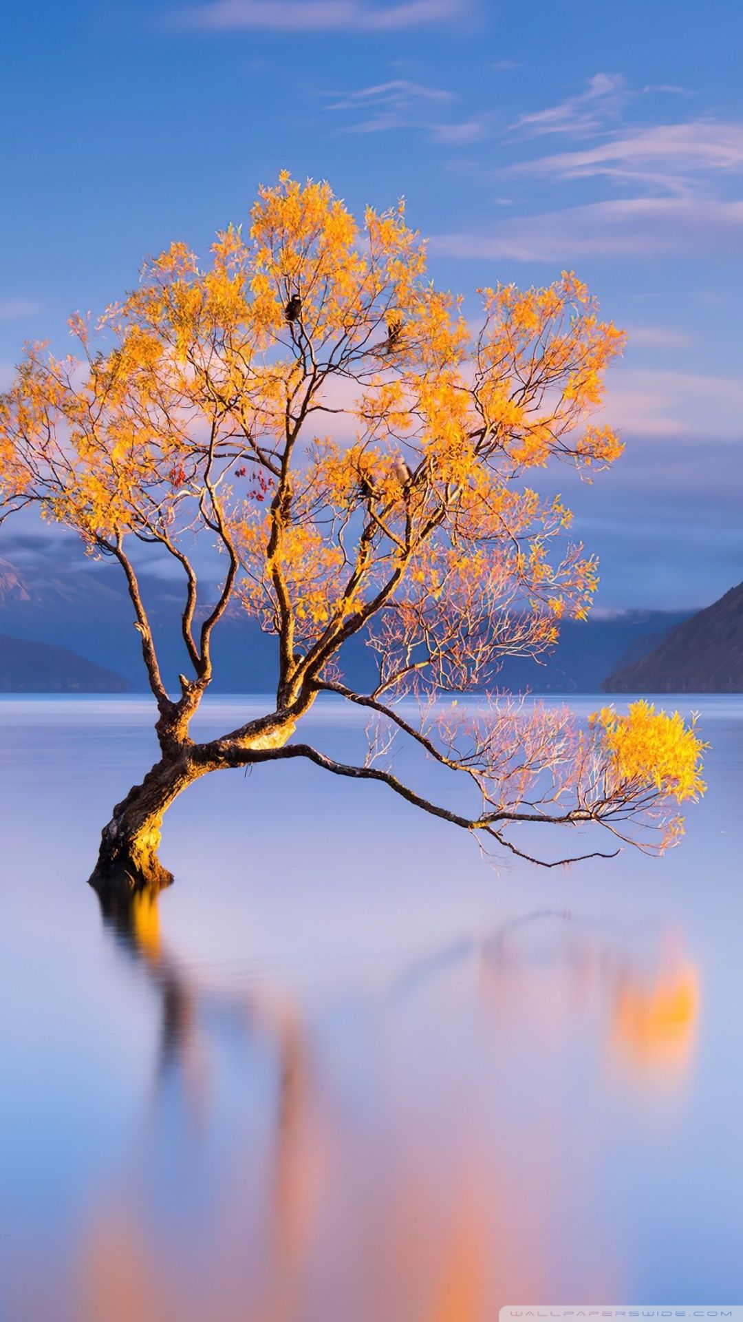 Honor Mobile Wallpapers - Top Free Honor Mobile Backgrounds ...