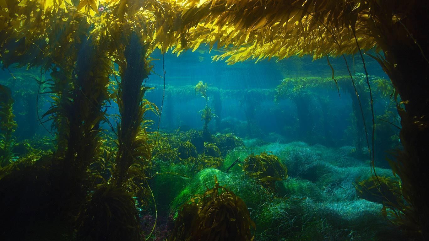 Kelp Forest Wallpapers - Top Free Kelp Forest Backgrounds - WallpaperAccess