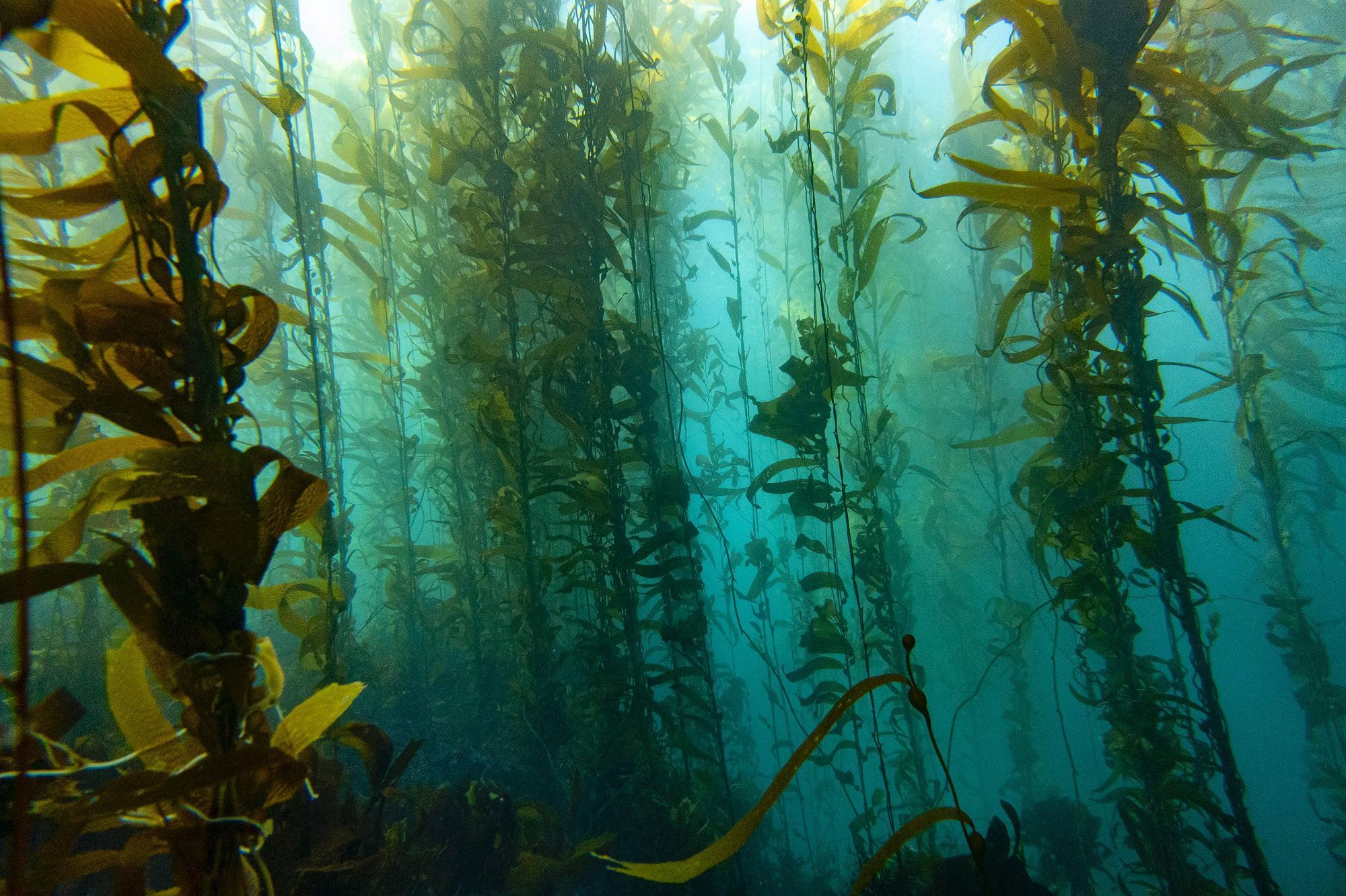 Kelp Forest Wallpapers - Top Free Kelp Forest Backgrounds - WallpaperAccess