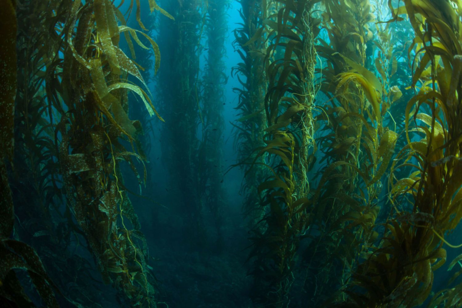 Kelp Forest Wallpapers - Top Free Kelp Forest Backgrounds - WallpaperAccess