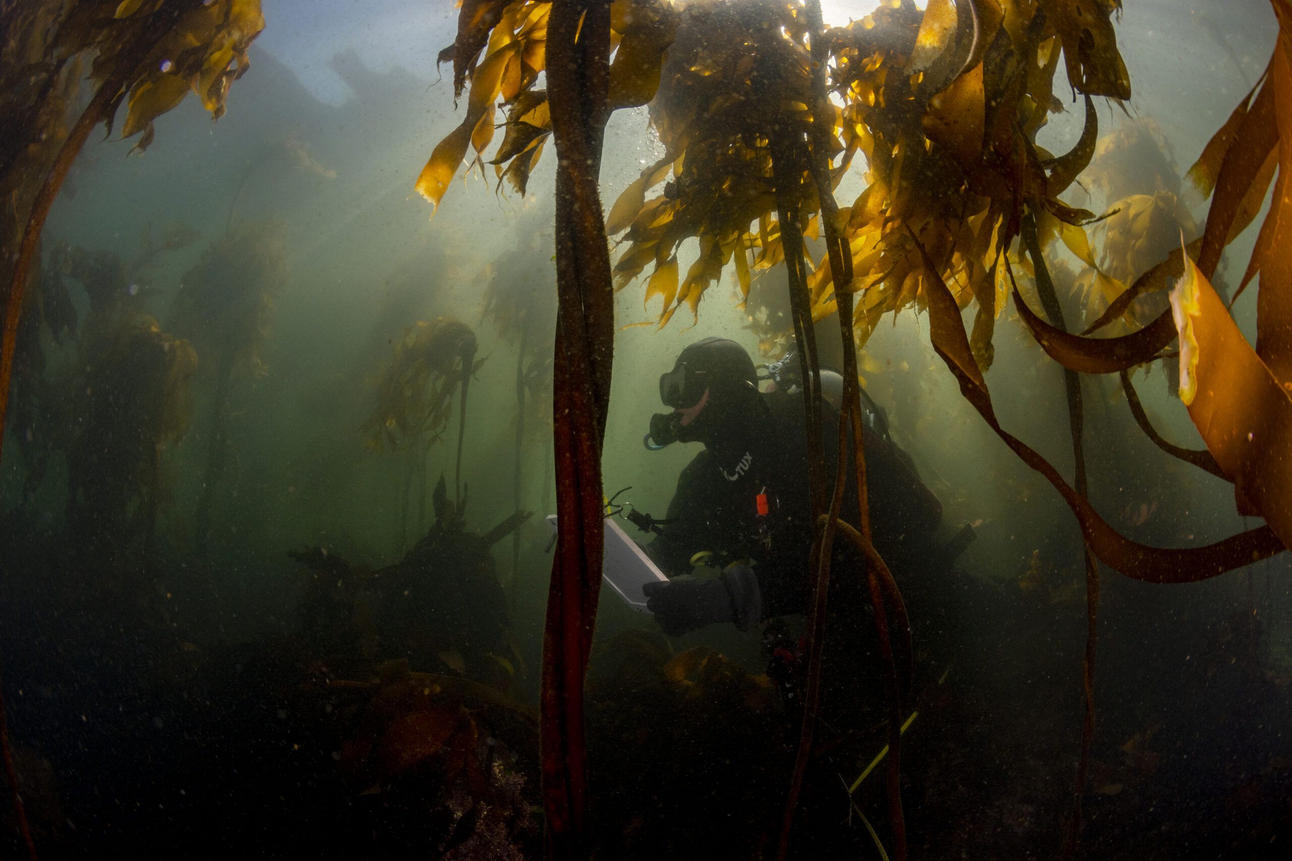 Kelp Forest Wallpapers - Top Free Kelp Forest Backgrounds - WallpaperAccess