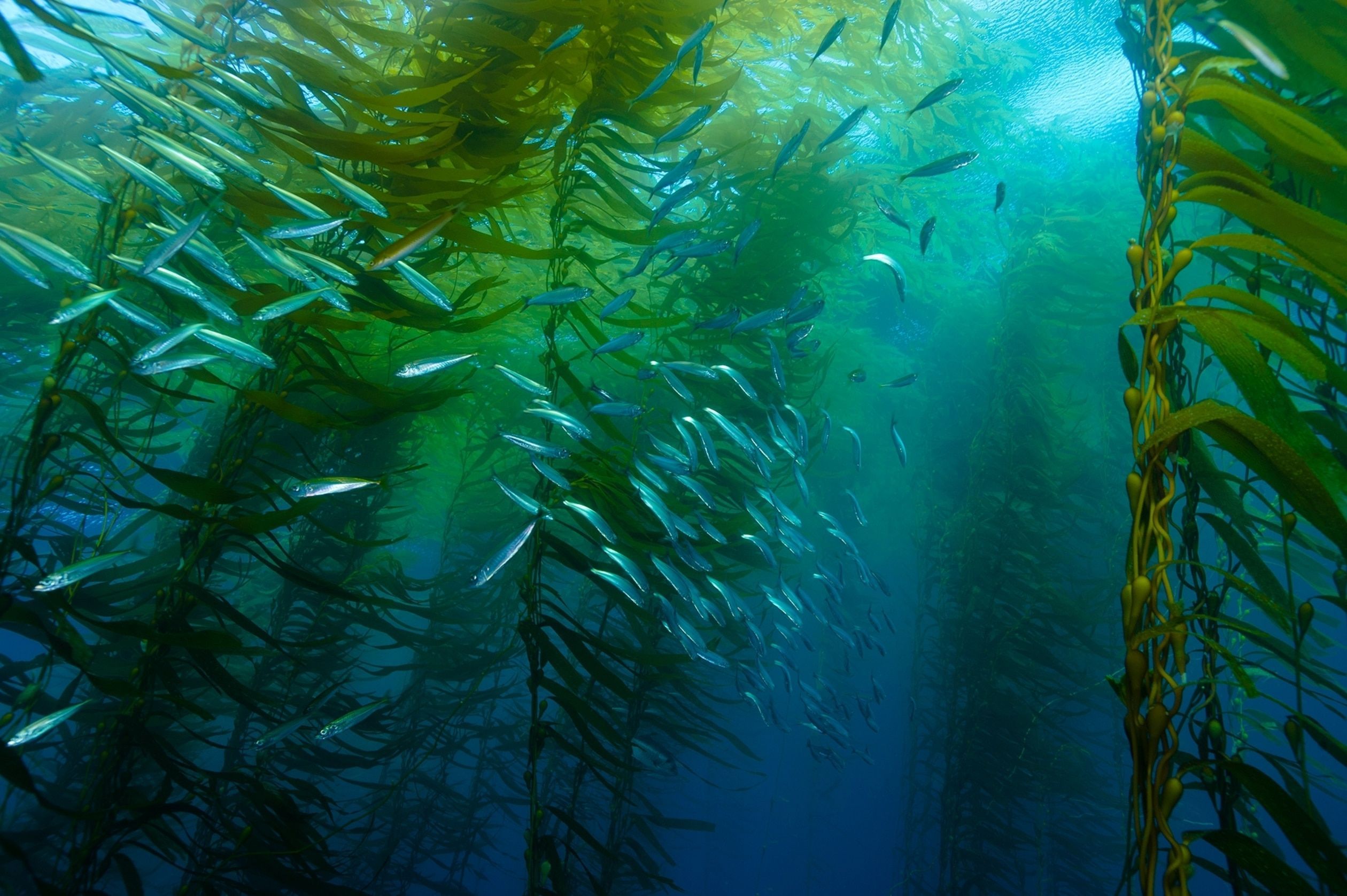 Kelp Forest Wallpapers - Top Free Kelp Forest Backgrounds - WallpaperAccess