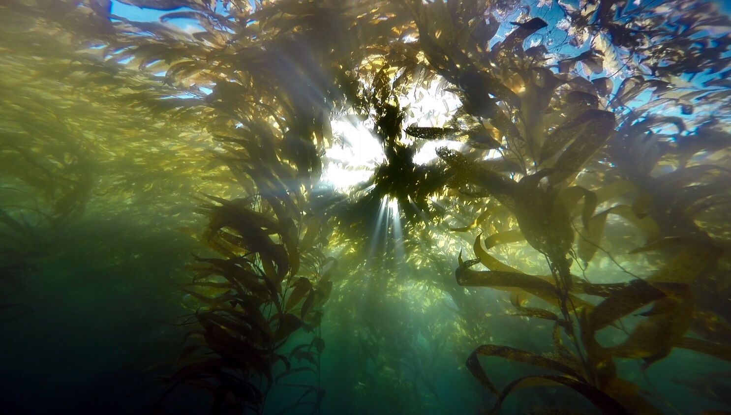 Kelp Forest Wallpapers - Top Free Kelp Forest Backgrounds - WallpaperAccess