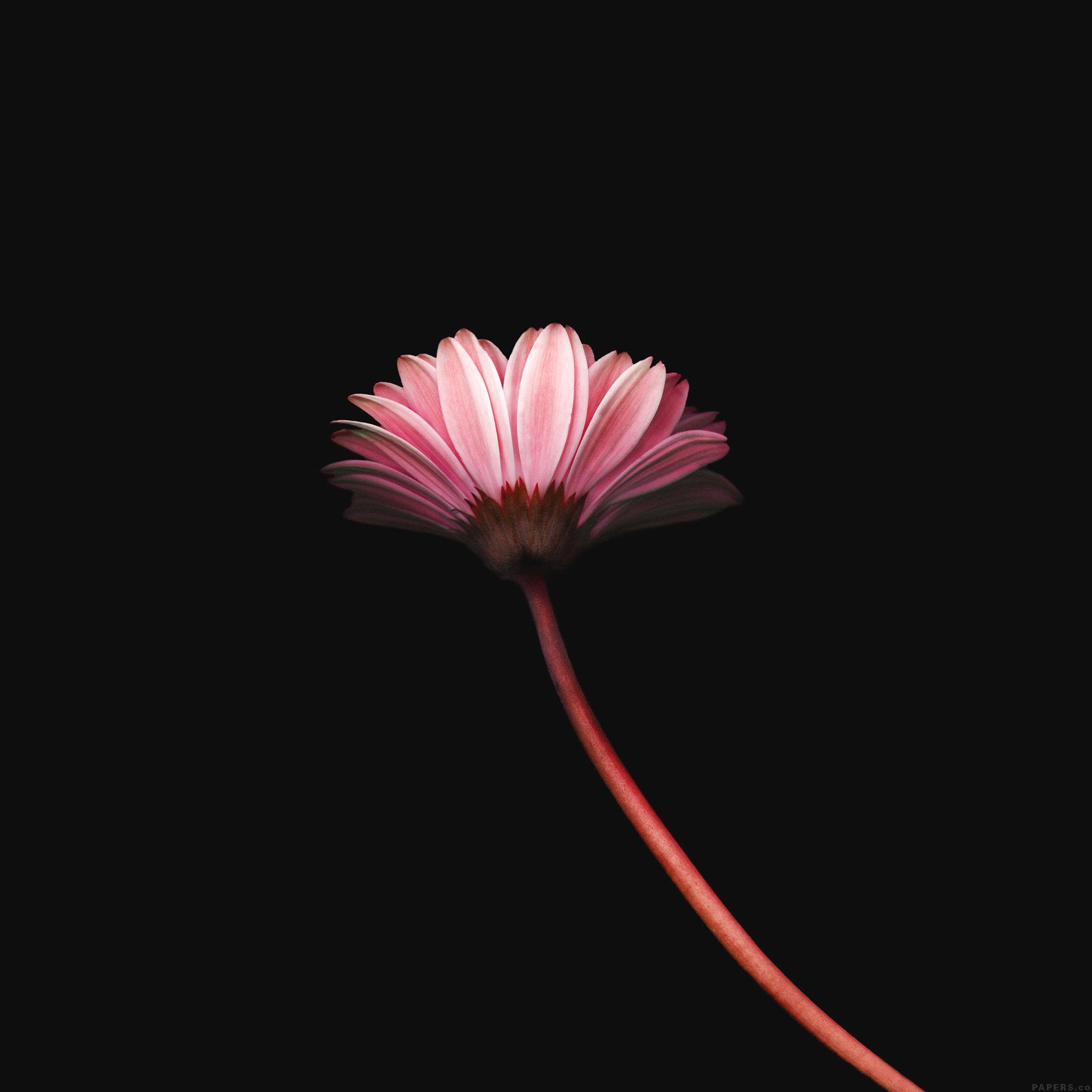 One Flower Wallpapers - Top Free One Flower Backgrounds - WallpaperAccess