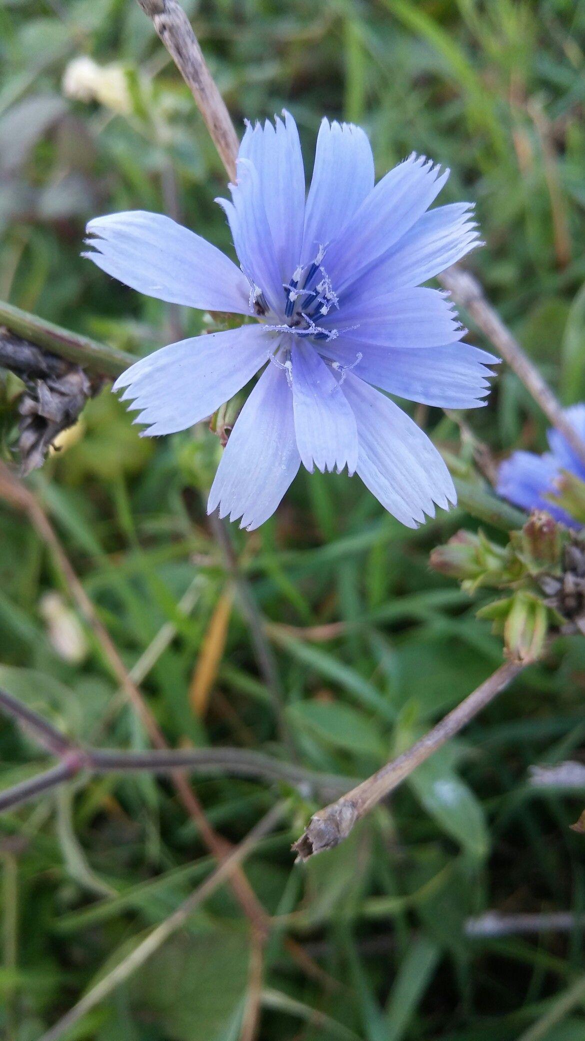 Simple Flower Wallpapers - Top Free Simple Flower Backgrounds ...