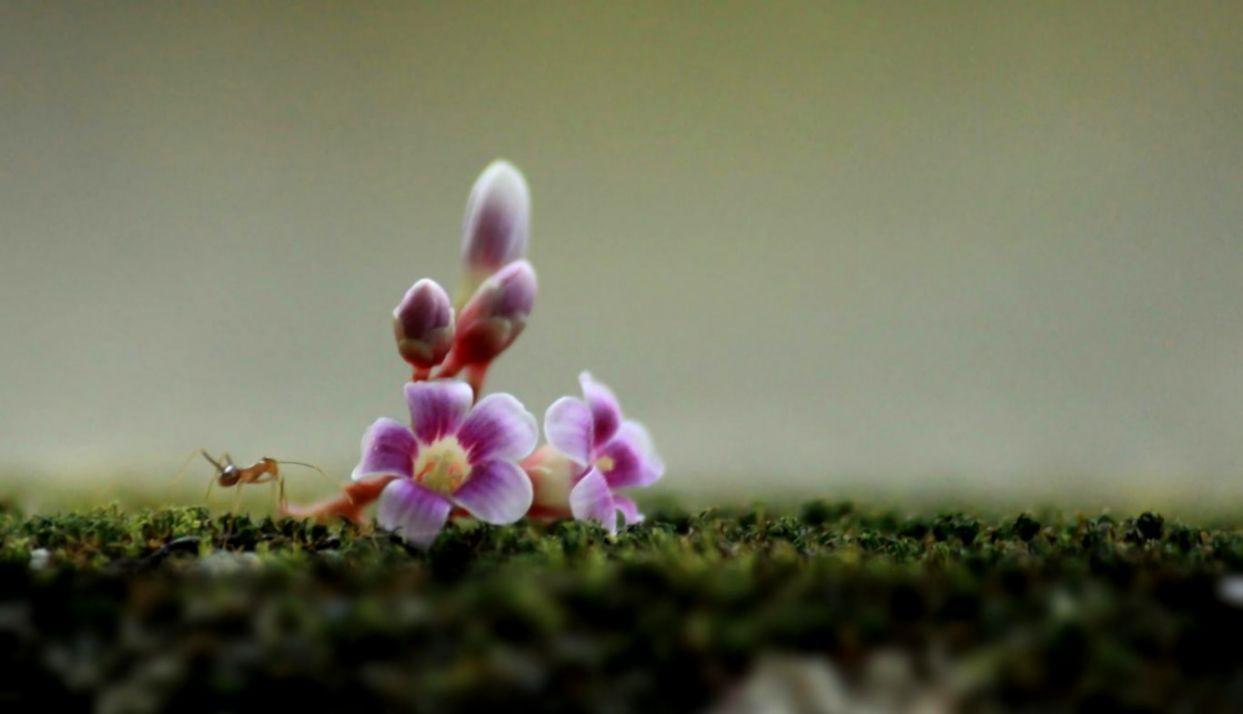 Simple Flower Wallpapers - Top Free Simple Flower Backgrounds ...