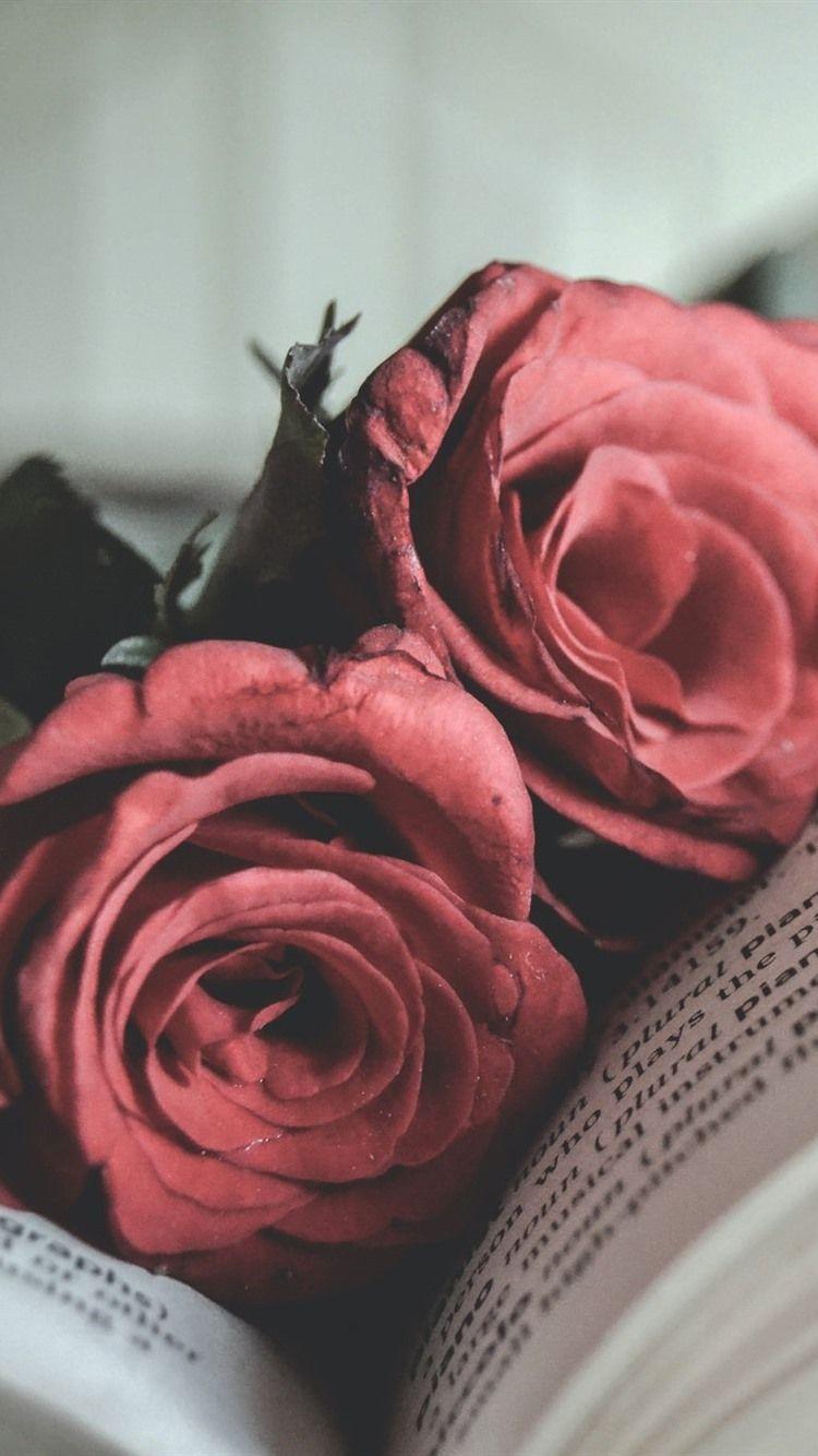 Books and Rose iPhone Wallpapers - Top Free Books and Rose iPhone ...