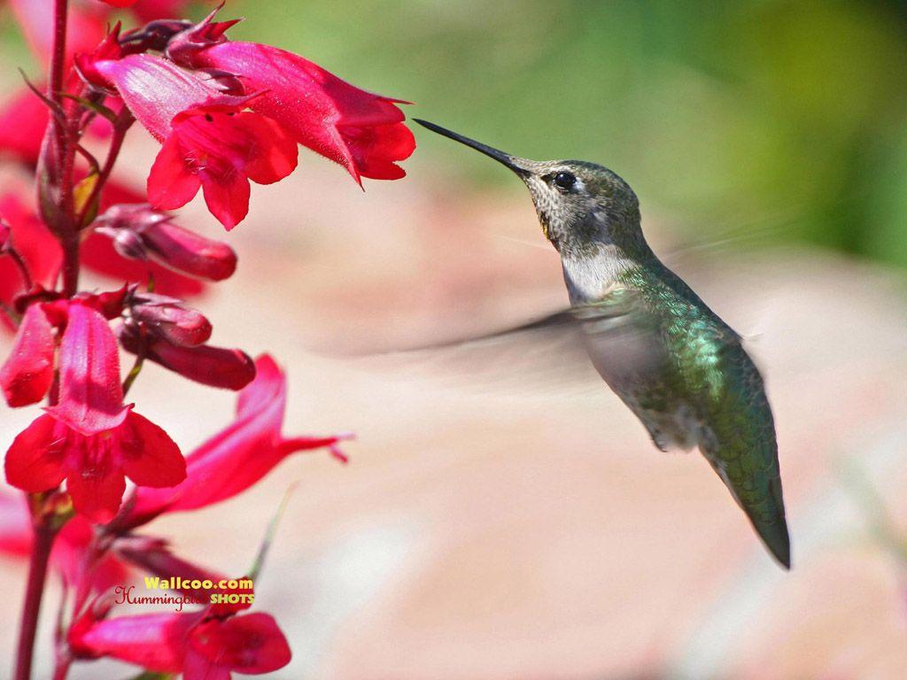 Cute Hummingbird Wallpapers - Top Free Cute Hummingbird Backgrounds ...