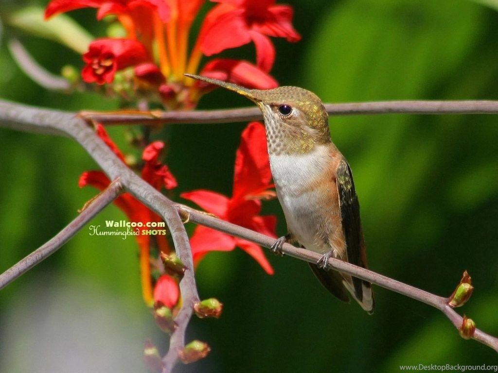 Cute Hummingbird Desktop Wallpapers - Top Free Cute Hummingbird Desktop ...