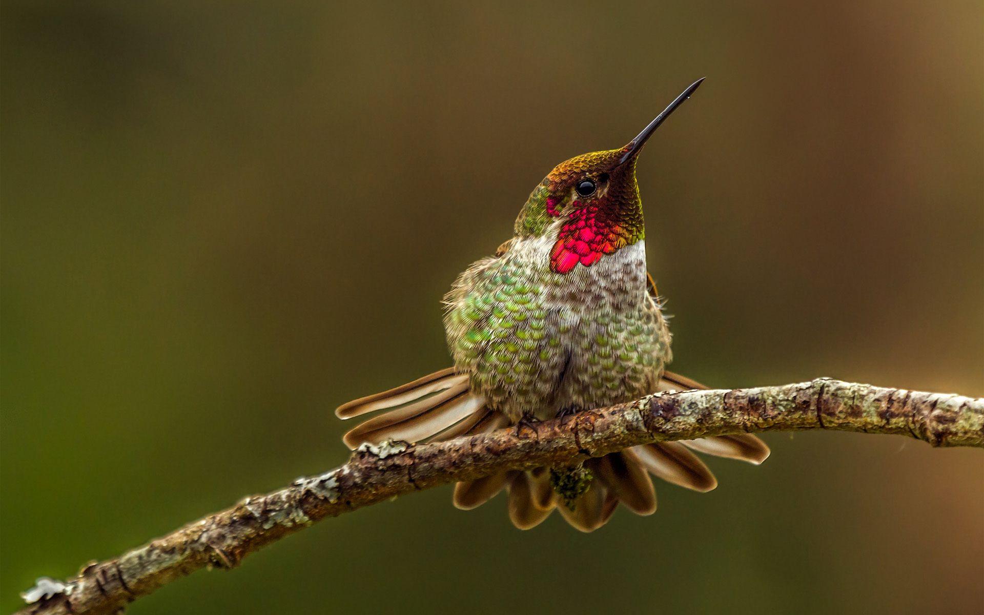 Cute Hummingbird Desktop Wallpapers - Top Free Cute Hummingbird Desktop ...