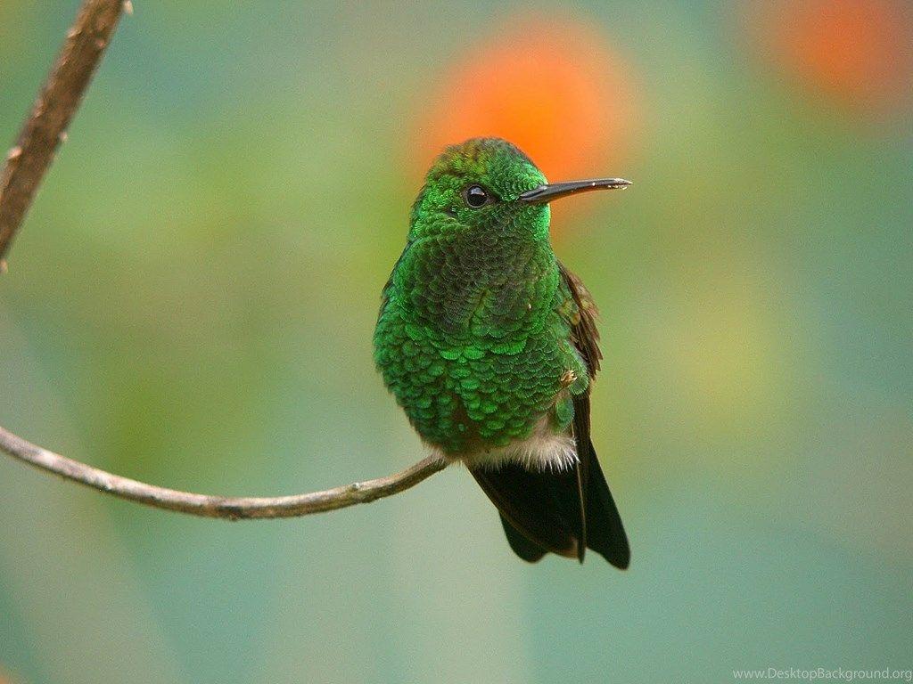 Cute Hummingbird Desktop Wallpapers - Top Free Cute Hummingbird Desktop ...