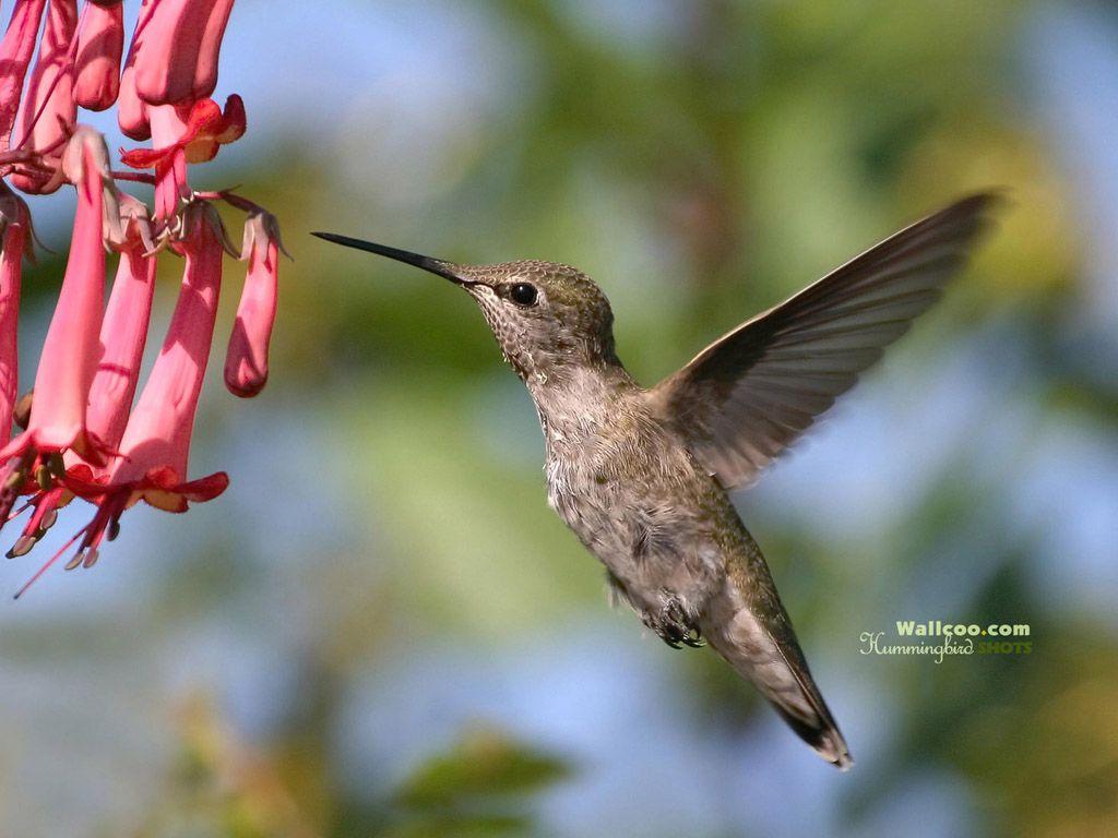 Cute Hummingbird Desktop Wallpapers - Top Free Cute Hummingbird Desktop ...