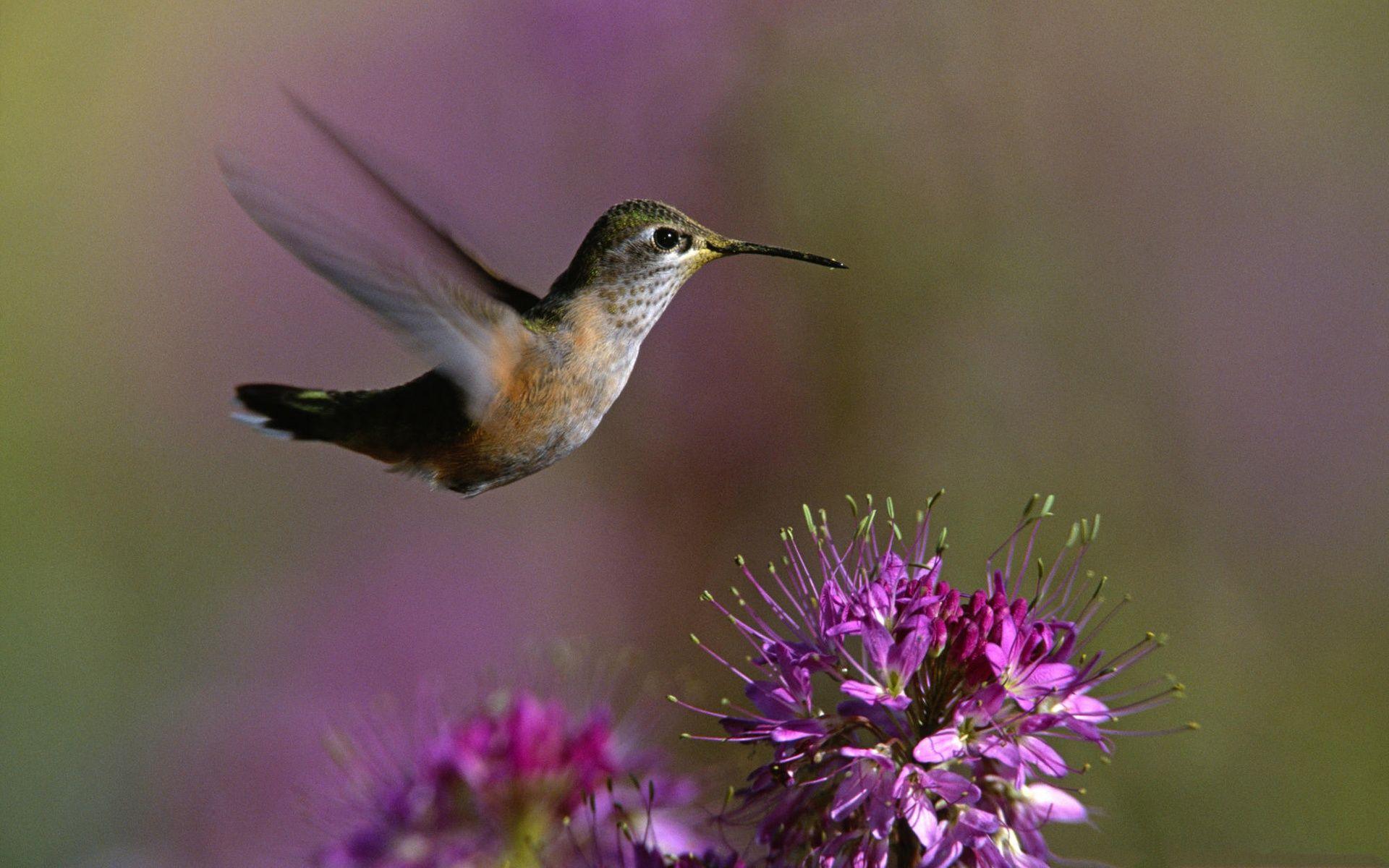 Cute Hummingbird Desktop Wallpapers - Top Free Cute Hummingbird Desktop ...