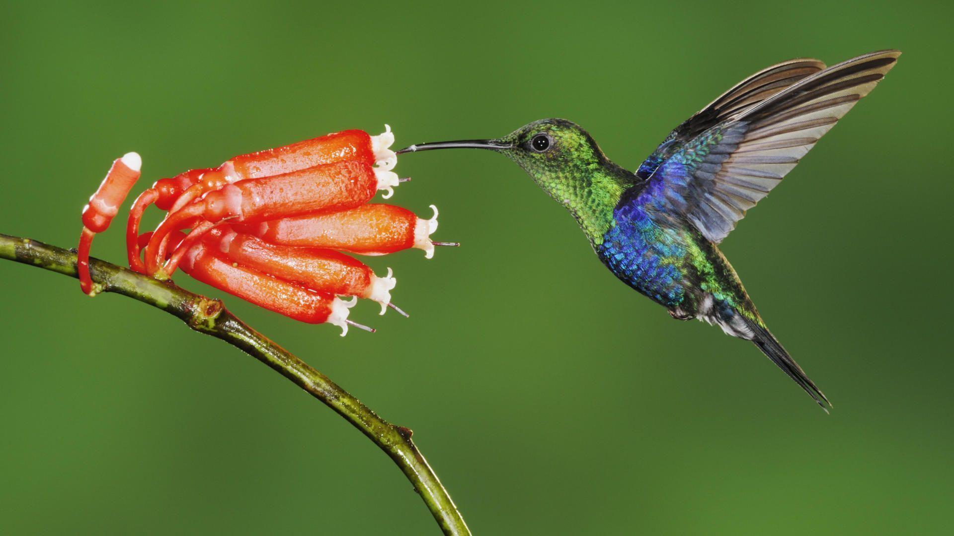 Cute Hummingbird Desktop Wallpapers - Top Free Cute Hummingbird Desktop ...