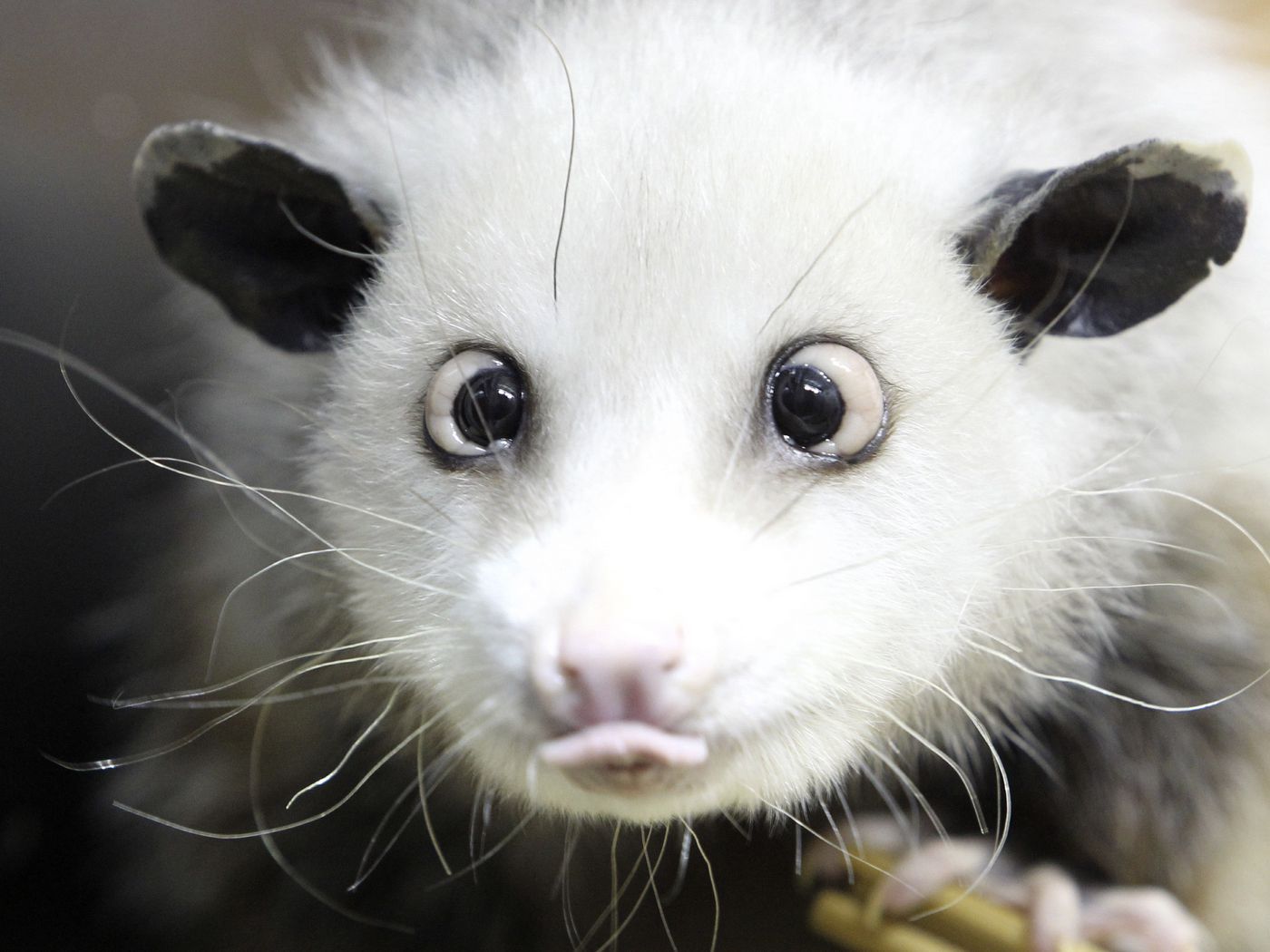 Opossum Wallpapers - Top Free Opossum Backgrounds - WallpaperAccess