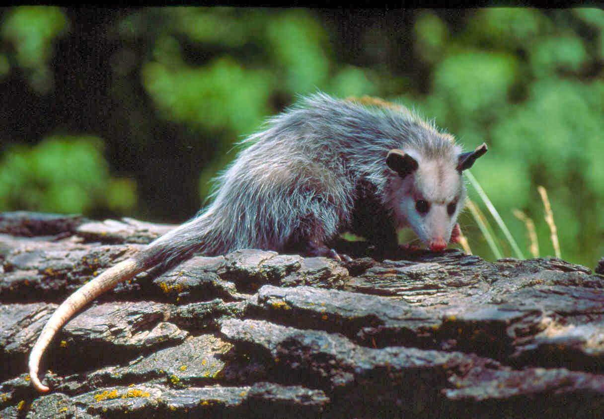 Opossum Wallpapers - Top Free Opossum Backgrounds - WallpaperAccess