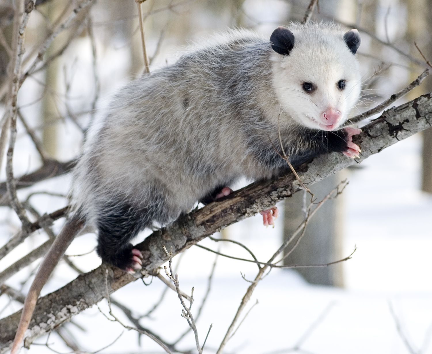 Opossum Wallpapers - Top Free Opossum Backgrounds - WallpaperAccess