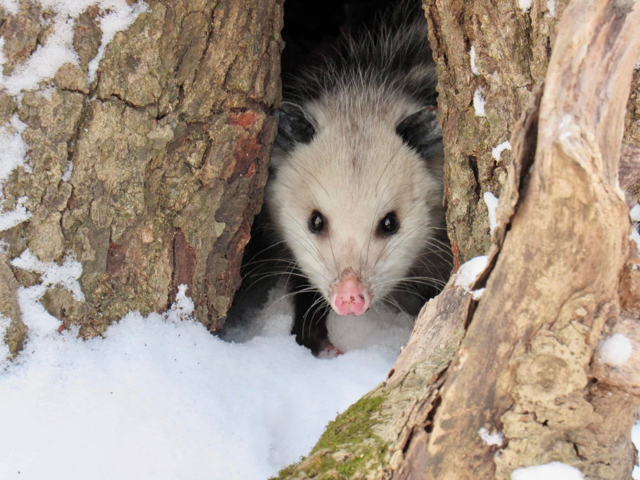 Opossum Wallpapers - Top Free Opossum Backgrounds - WallpaperAccess
