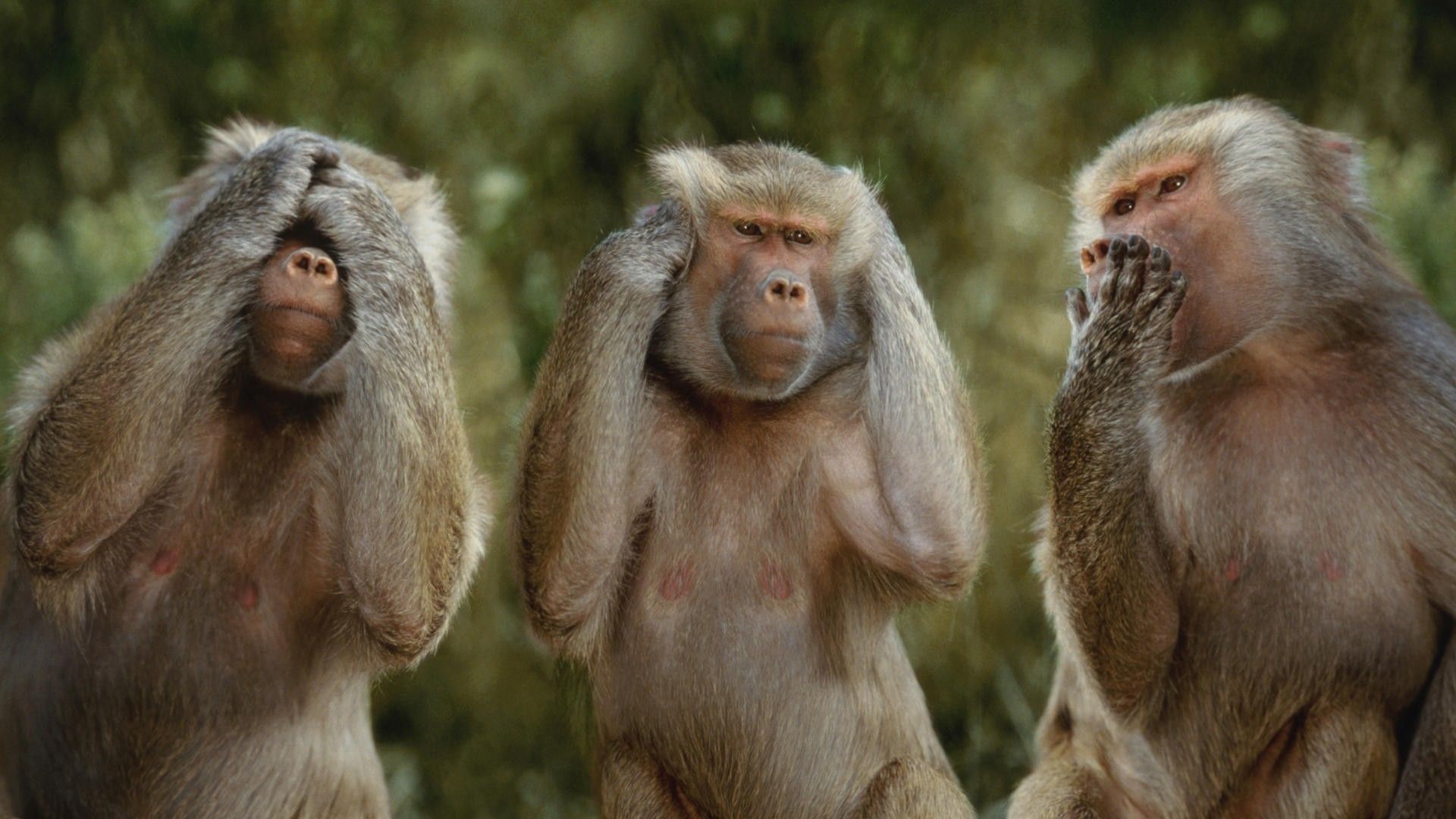 3 Monkeys Wallpapers - Top Free 3 Monkeys Backgrounds - WallpaperAccess