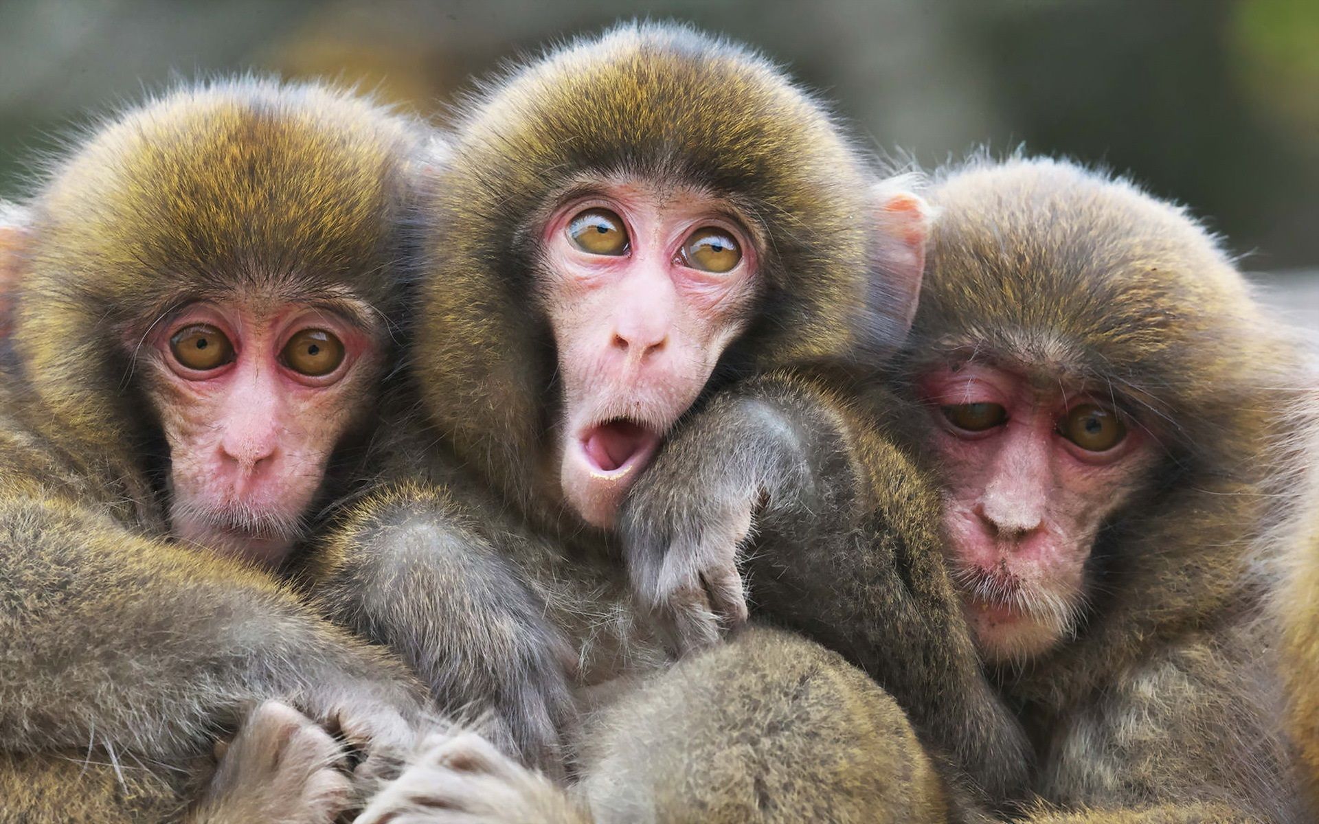 3 Monkeys Wallpapers - Top Free 3 Monkeys Backgrounds - WallpaperAccess
