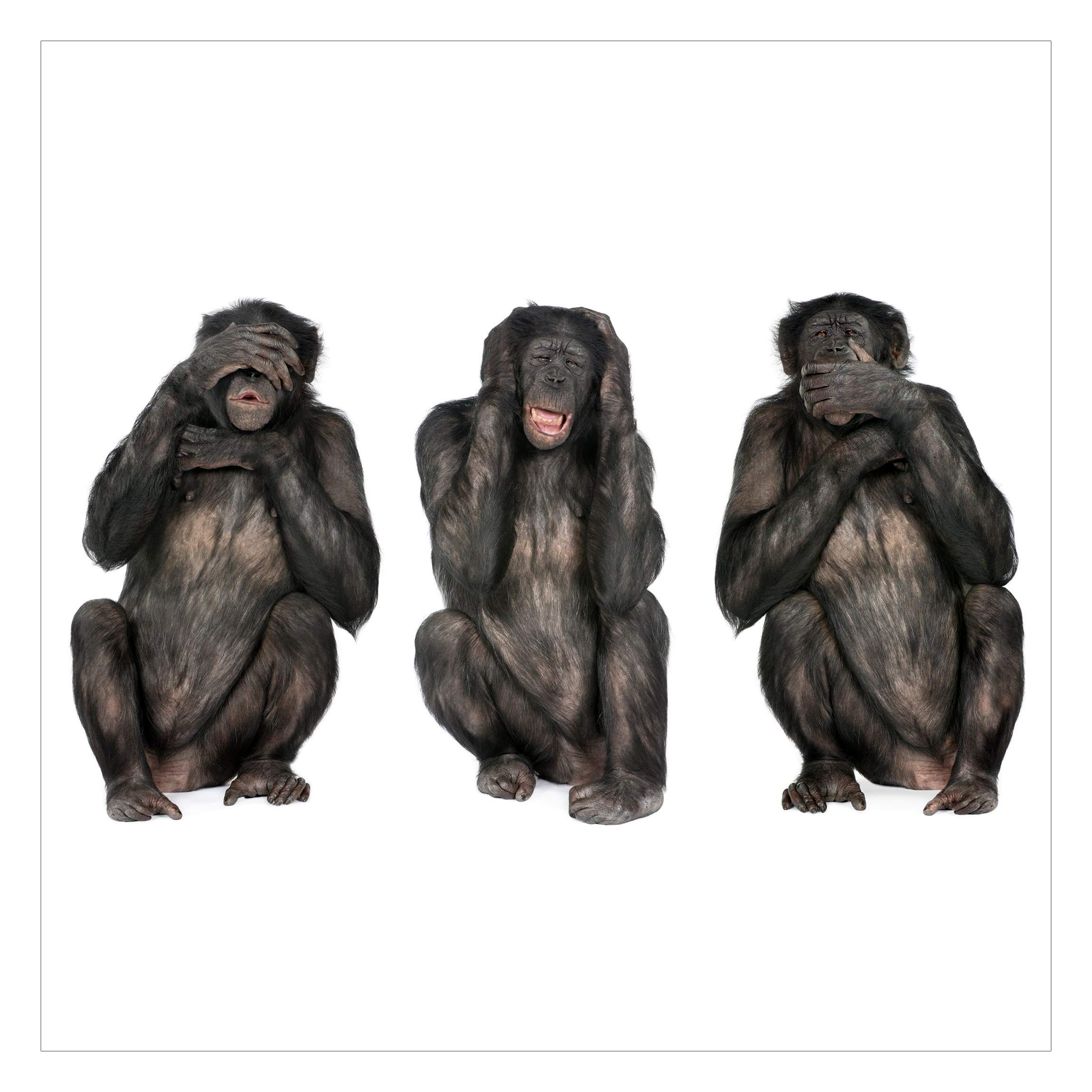 3 Monkeys Wallpapers - Top Free 3 Monkeys Backgrounds - WallpaperAccess