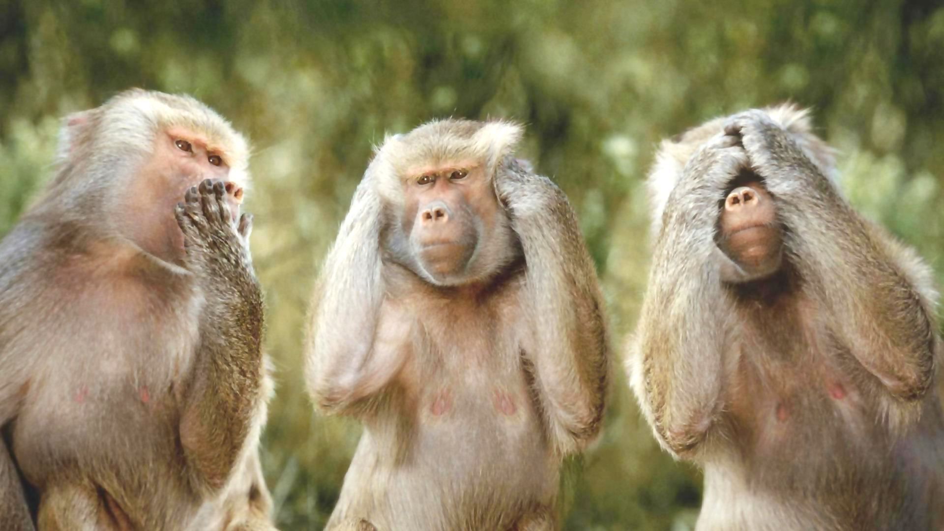 Three Monkeys Wallpapers - Top Free Three Monkeys Backgrounds ...