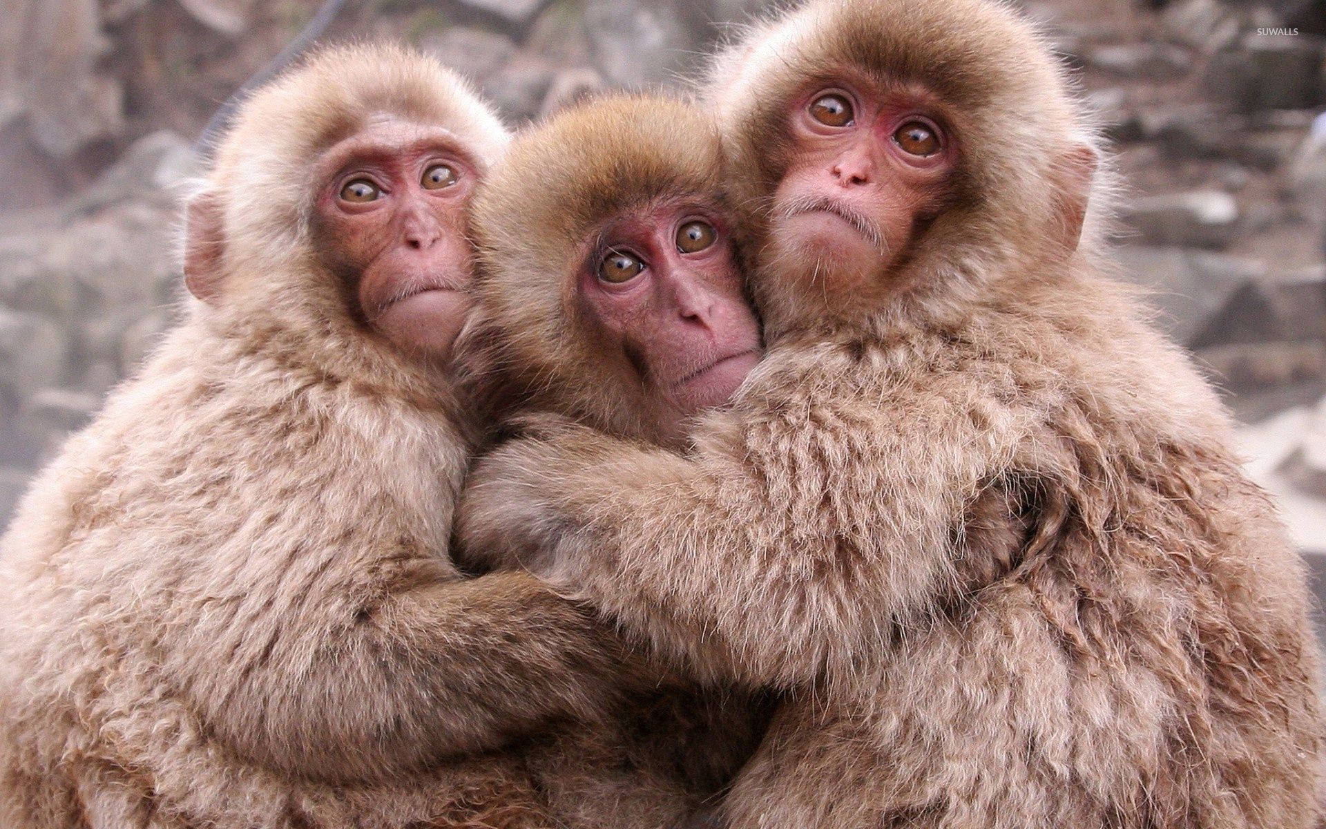 Three Monkeys Wallpapers - Top Free Three Monkeys Backgrounds - WallpaperAccess