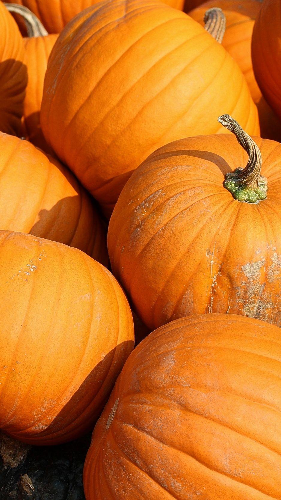 Autumn Pumpkin iPhone Wallpapers - Top Free Autumn Pumpkin iPhone ...