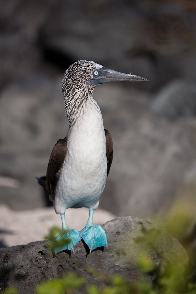 Booby Wallpapers - Top Free Booby Backgrounds - WallpaperAccess