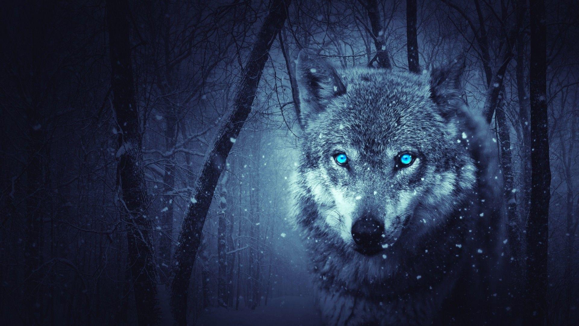 1920X1080 HD Wolf Wallpapers - Top Free 1920X1080 HD Wolf Backgrounds ...
