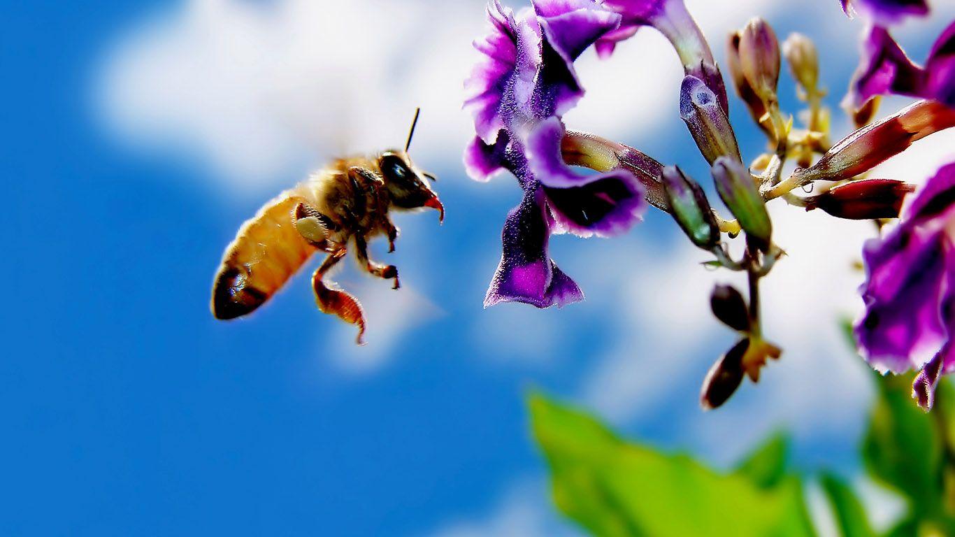 Cute Bee Desktop Wallpapers - Top Free Cute Bee Desktop Backgrounds ...
