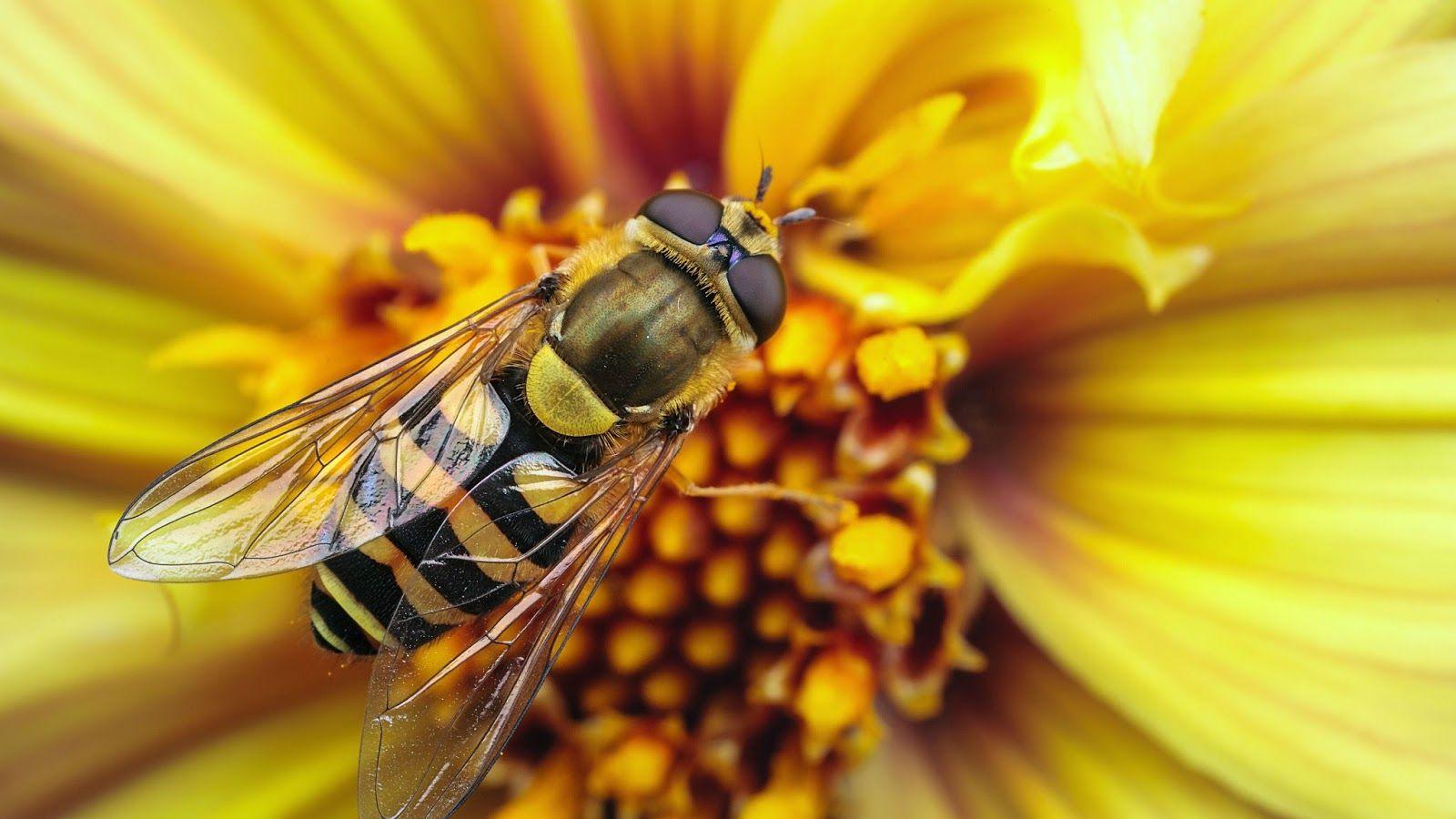 Cute Bee Desktop Wallpapers - Top Free Cute Bee Desktop Backgrounds ...