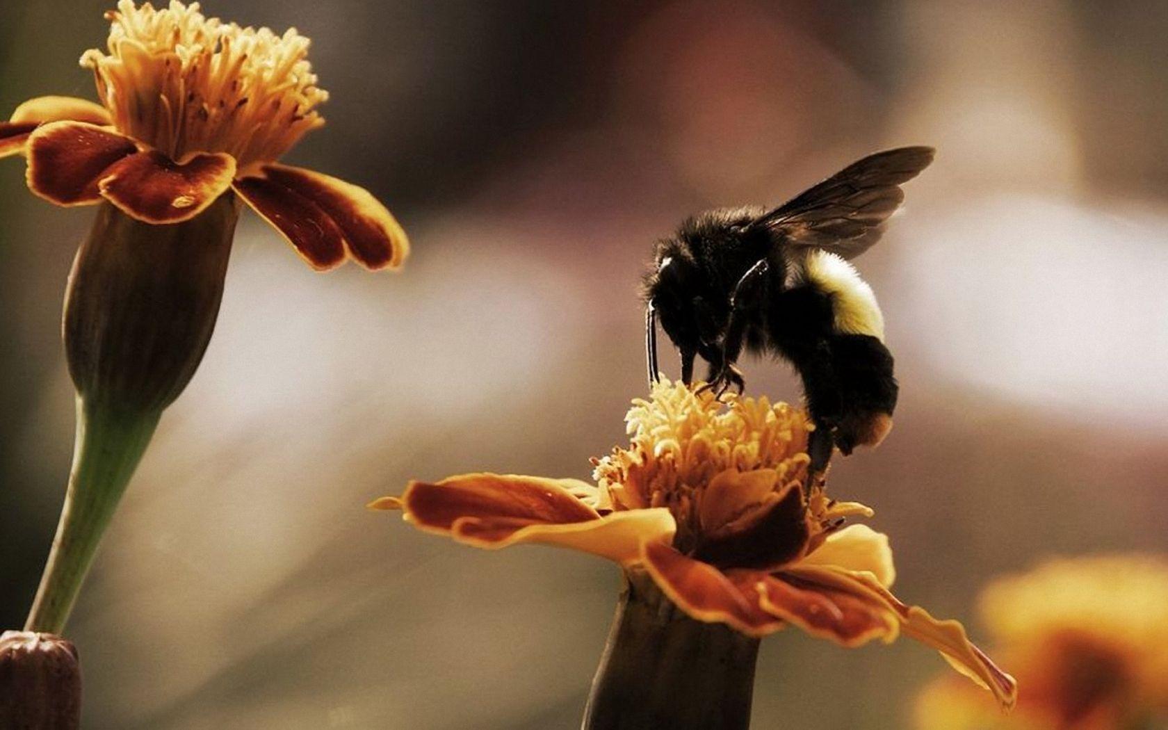 Cute Bee Desktop Wallpapers - Top Free Cute Bee Desktop Backgrounds ...