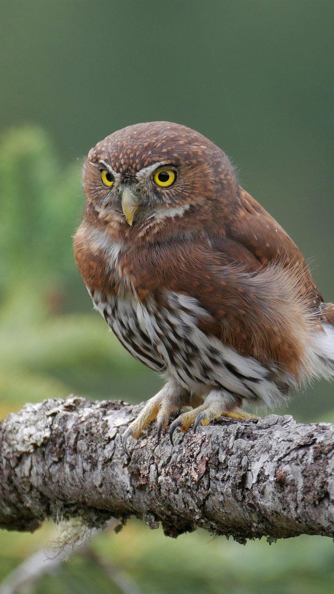 Little Owl iPhone Wallpapers - Top Free Little Owl iPhone Backgrounds ...