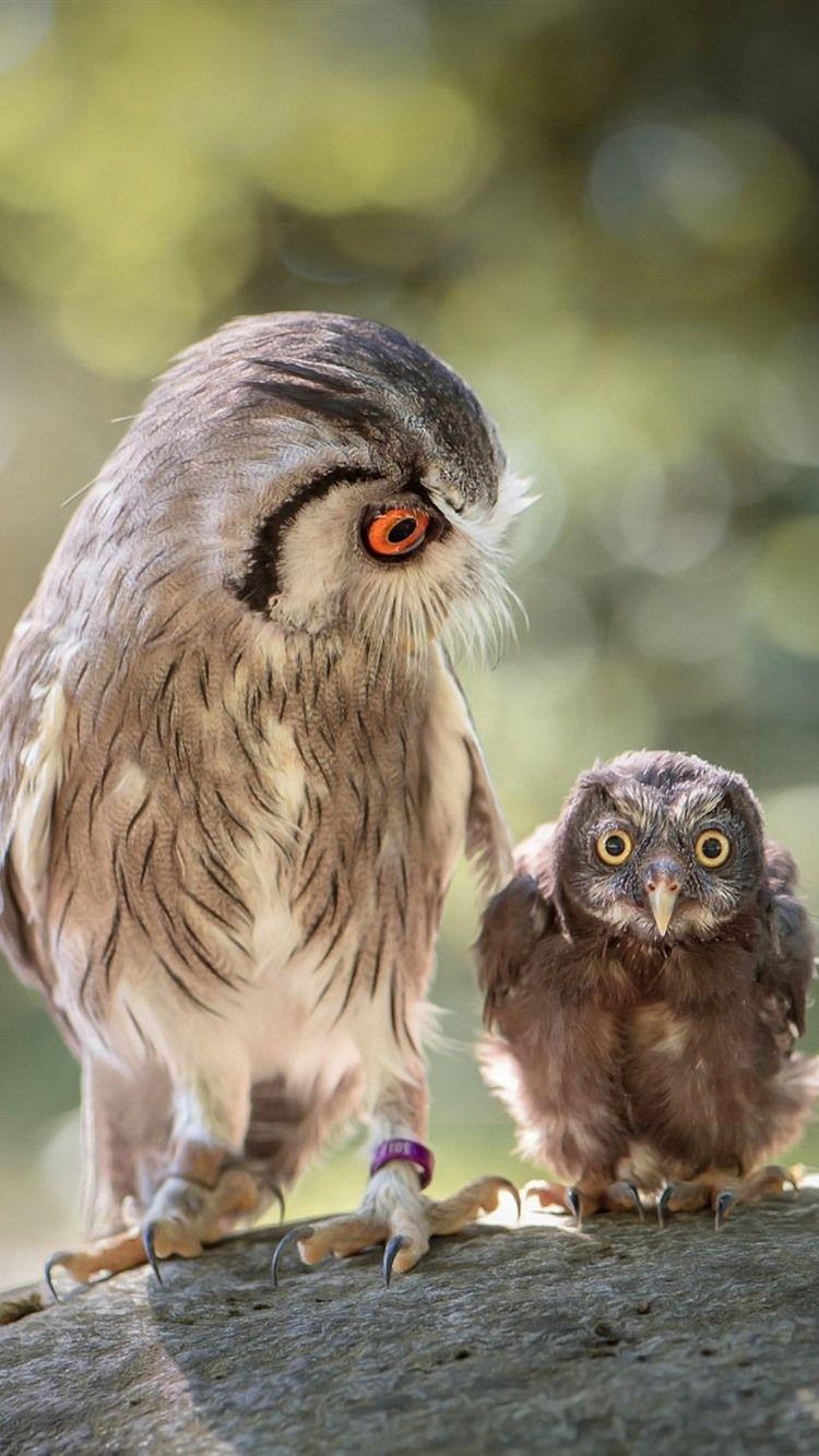 Little Owl iPhone Wallpapers - Top Free Little Owl iPhone Backgrounds ...