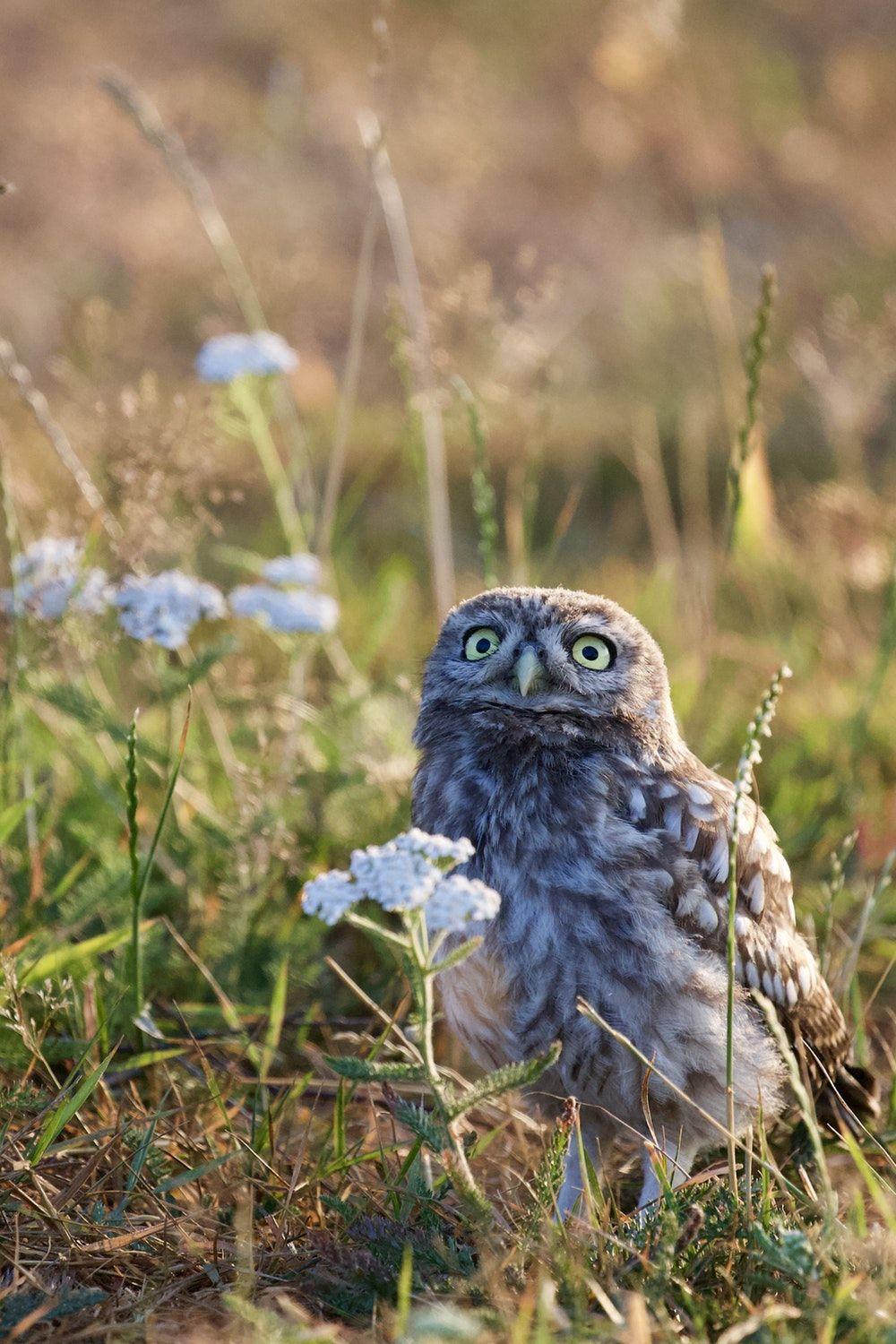 Little Owl iPhone Wallpapers - Top Free Little Owl iPhone Backgrounds ...