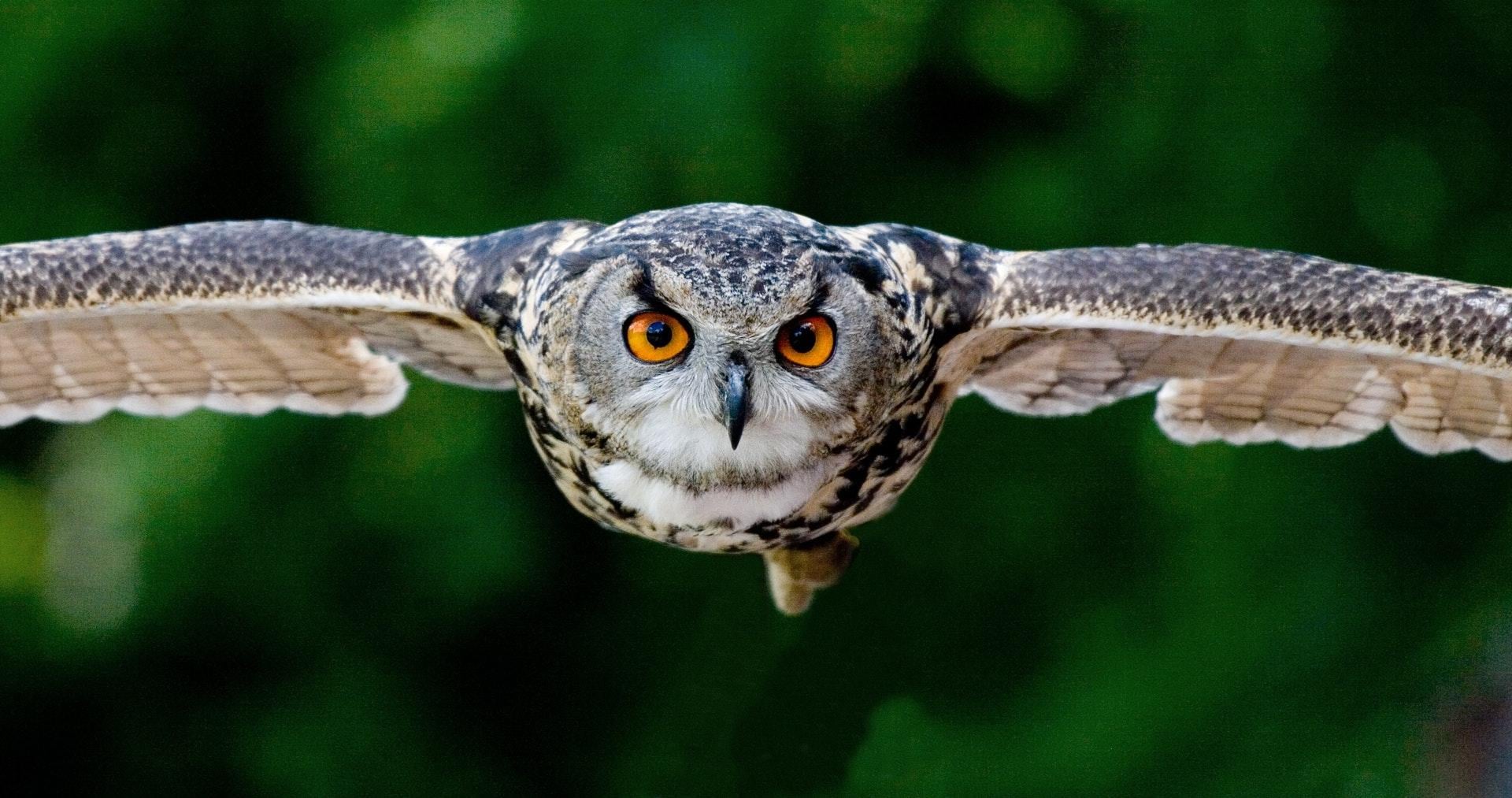 Owl Desktop Wallpapers - Top Free Owl Desktop Backgrounds - WallpaperAccess