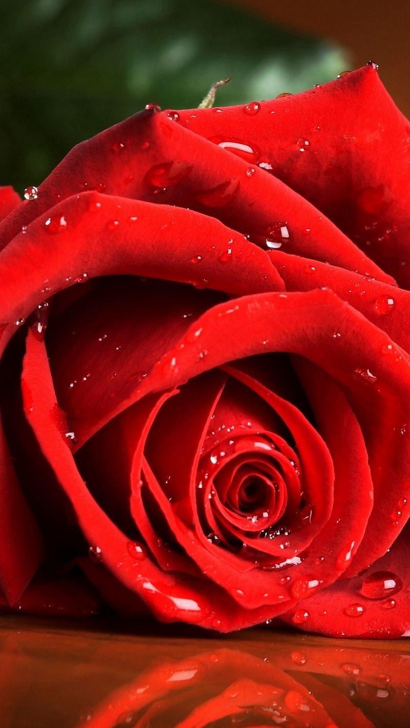 Red Rose iPhone Wallpapers - Top Free Red Rose iPhone Backgrounds ...
