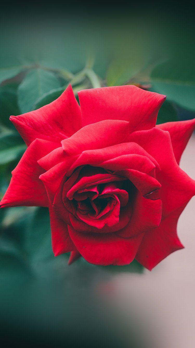 Red Rose iPhone Wallpapers - Top Free Red Rose iPhone Backgrounds ...
