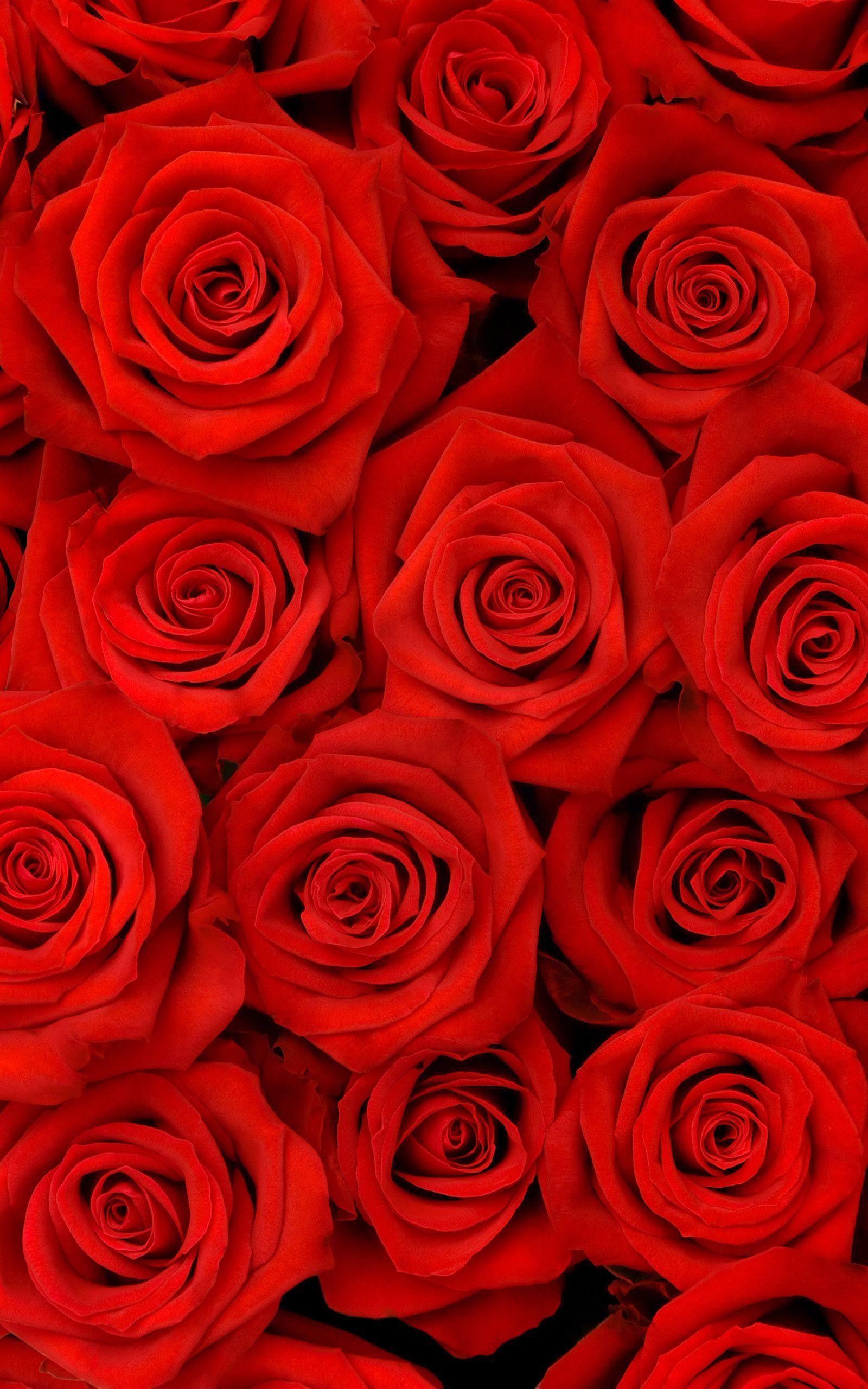 Red Rose iPhone Wallpapers - Top Free Red Rose iPhone Backgrounds ...