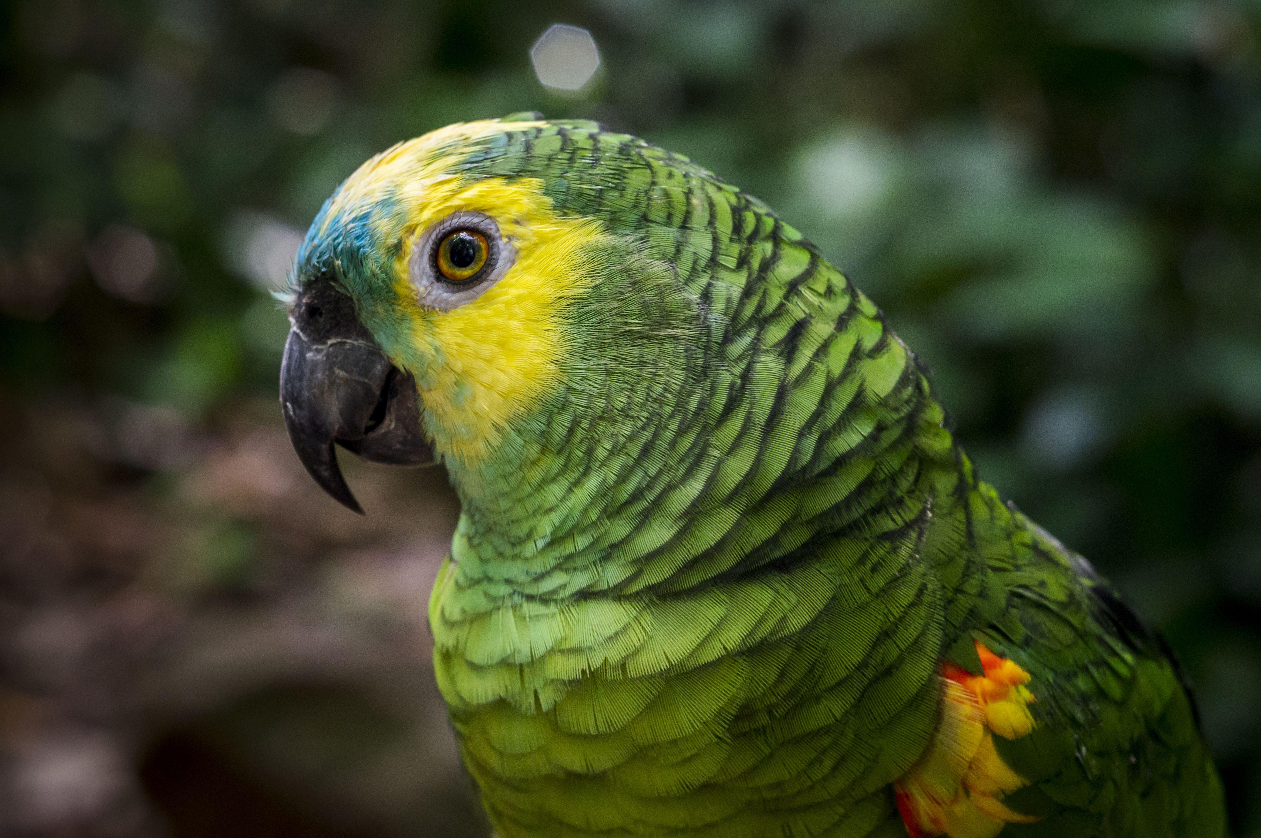 Cute Amazon Parrot Wallpapers - Top Free Cute Amazon Parrot Backgrounds ...