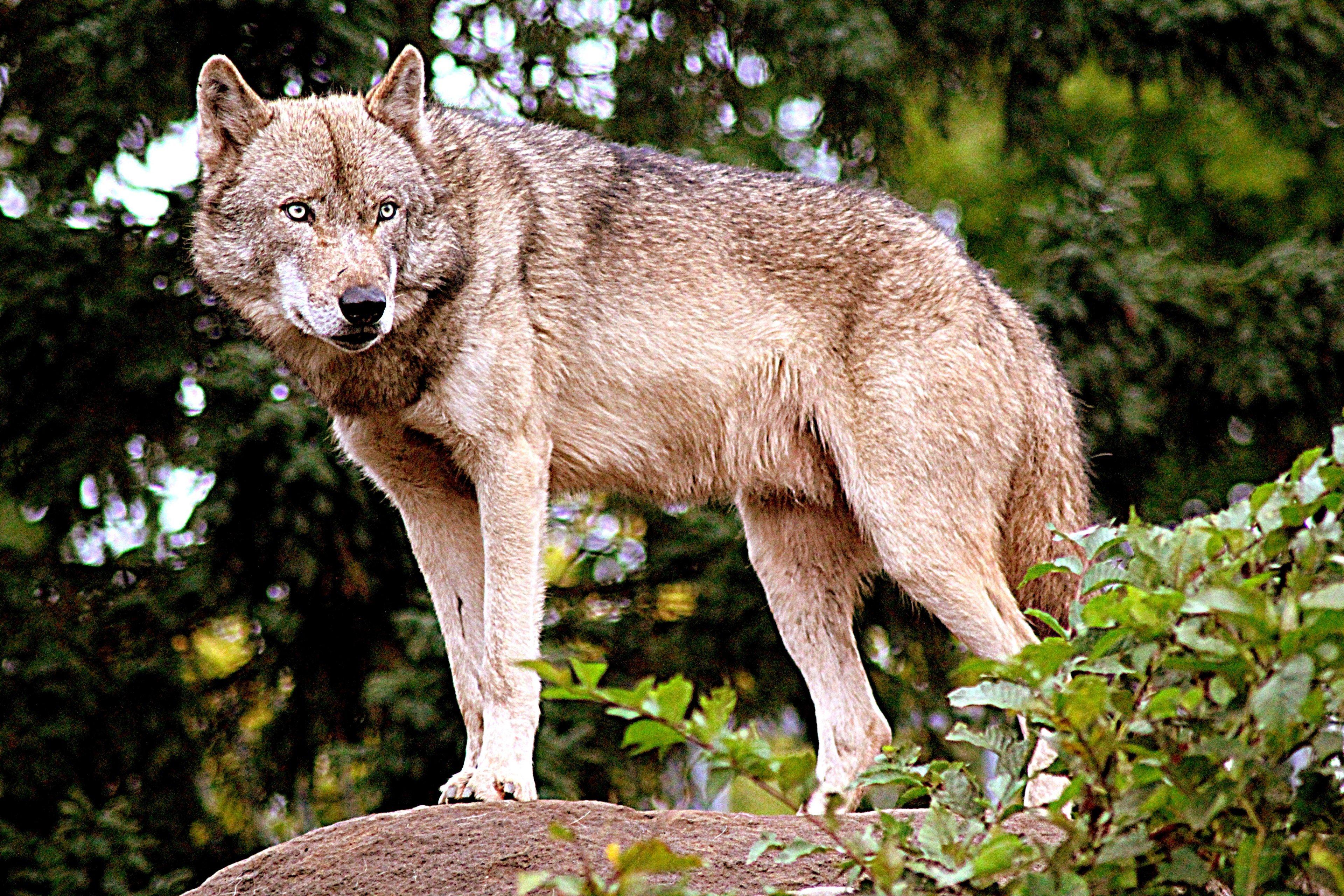 Wolf 4K Wallpapers - Top Free Wolf 4K Backgrounds - WallpaperAccess