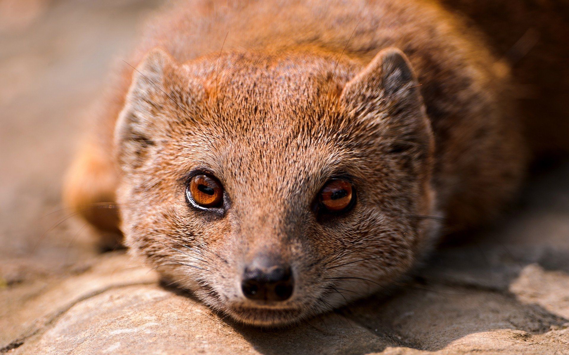 Mongoose Wallpapers - Top Free Mongoose Backgrounds - WallpaperAccess