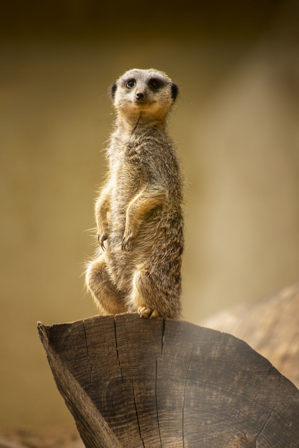 Mongoose Wallpapers - Top Free Mongoose Backgrounds - WallpaperAccess